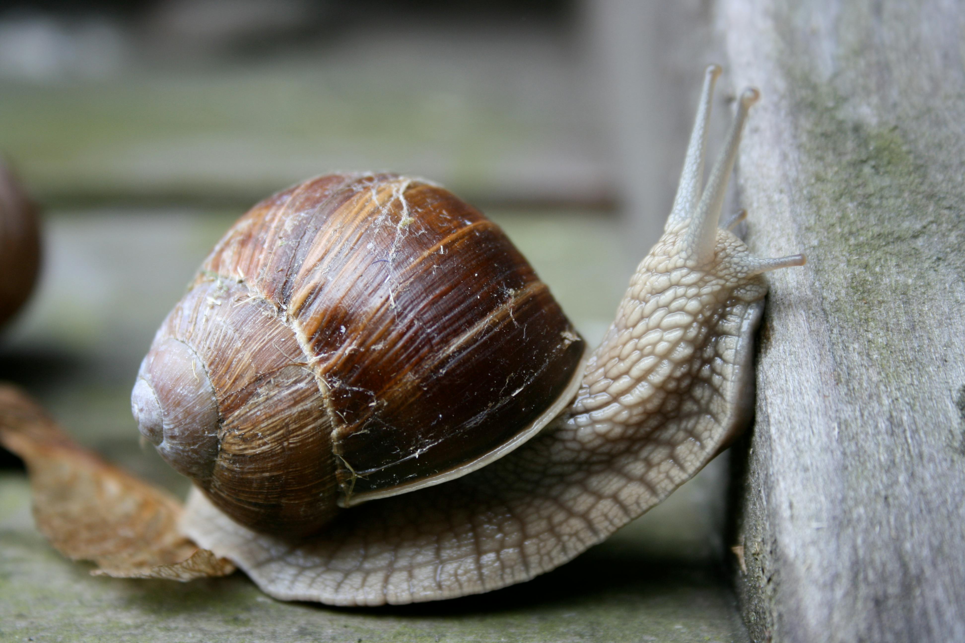 Gas Shell Wallpaper Photos, Download The BEST Free Gas Shell Wallpaper ...