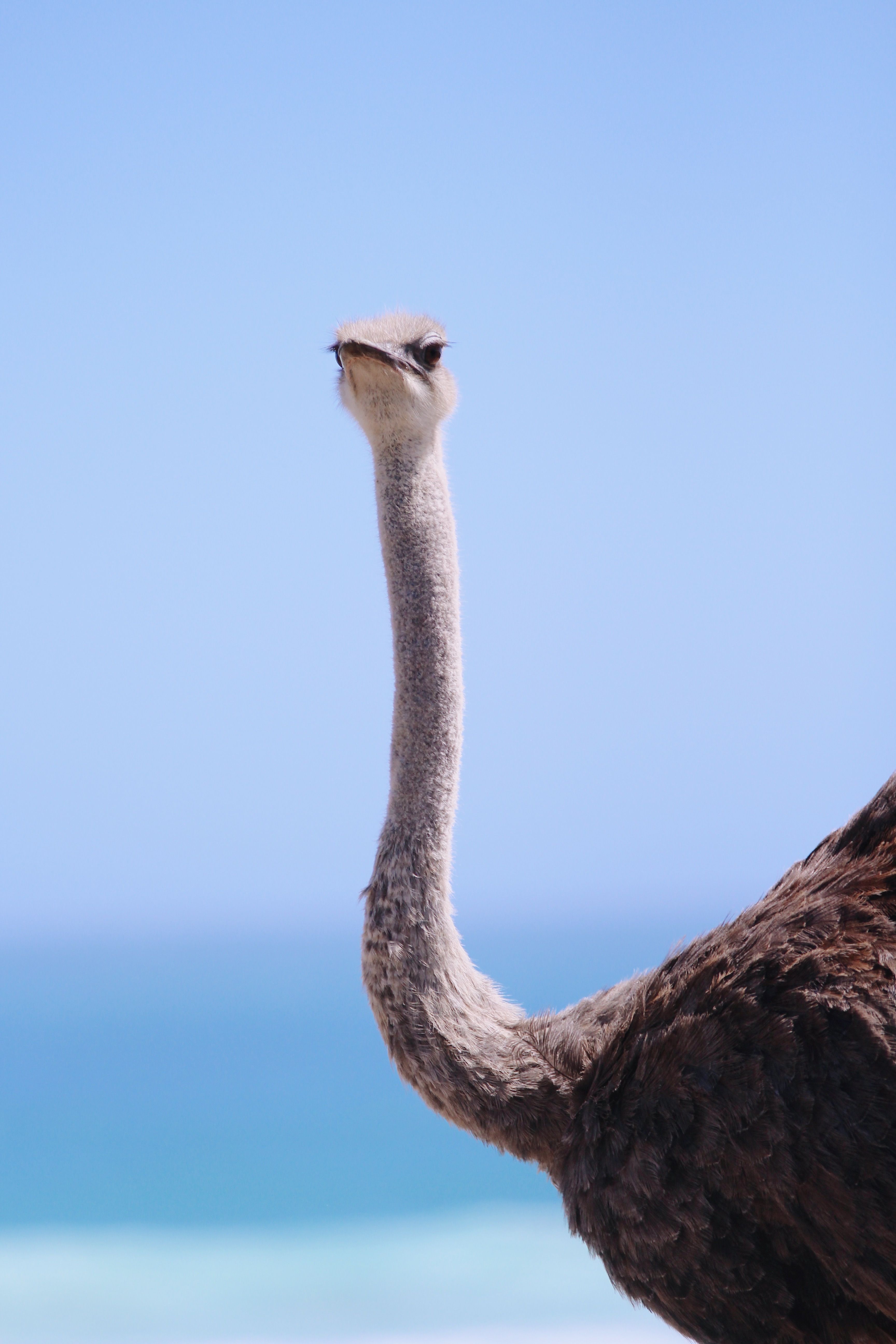 Ostrich by Sea · Free Stock Photo