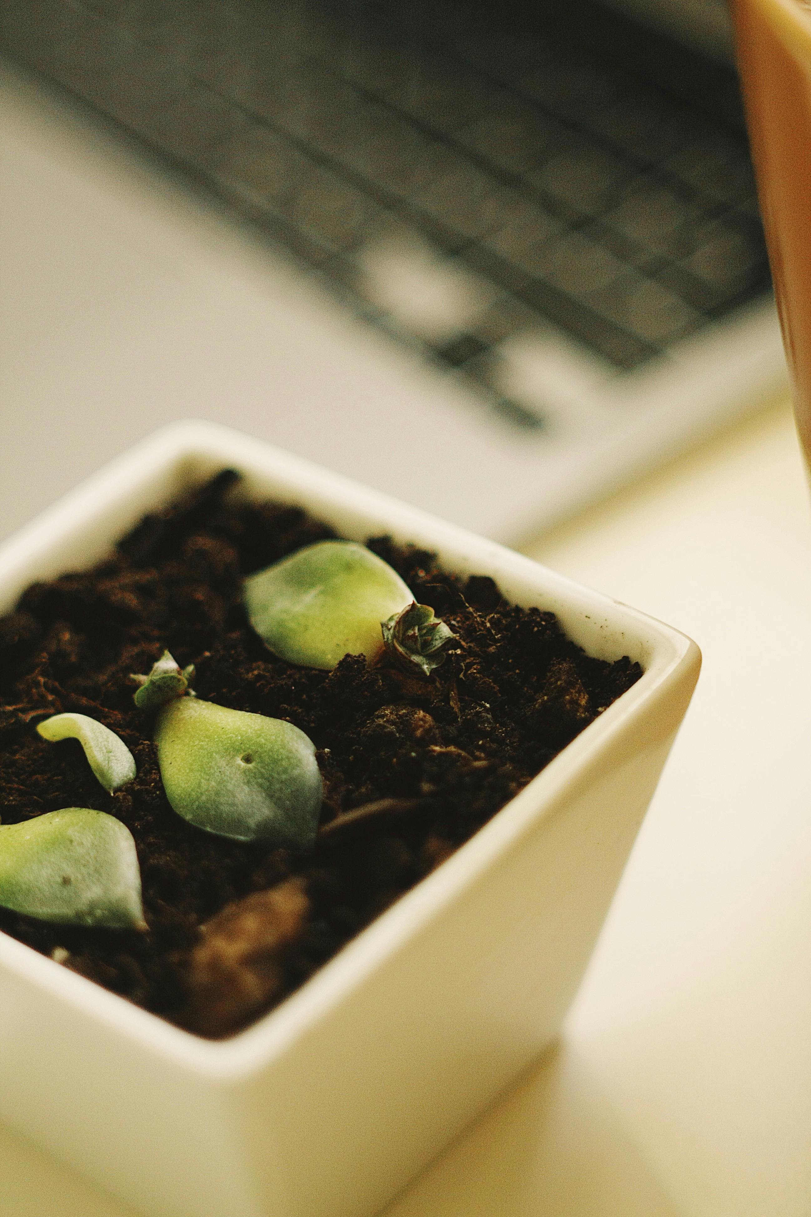 Close Up of Succulent Sprout · Free Stock Photo