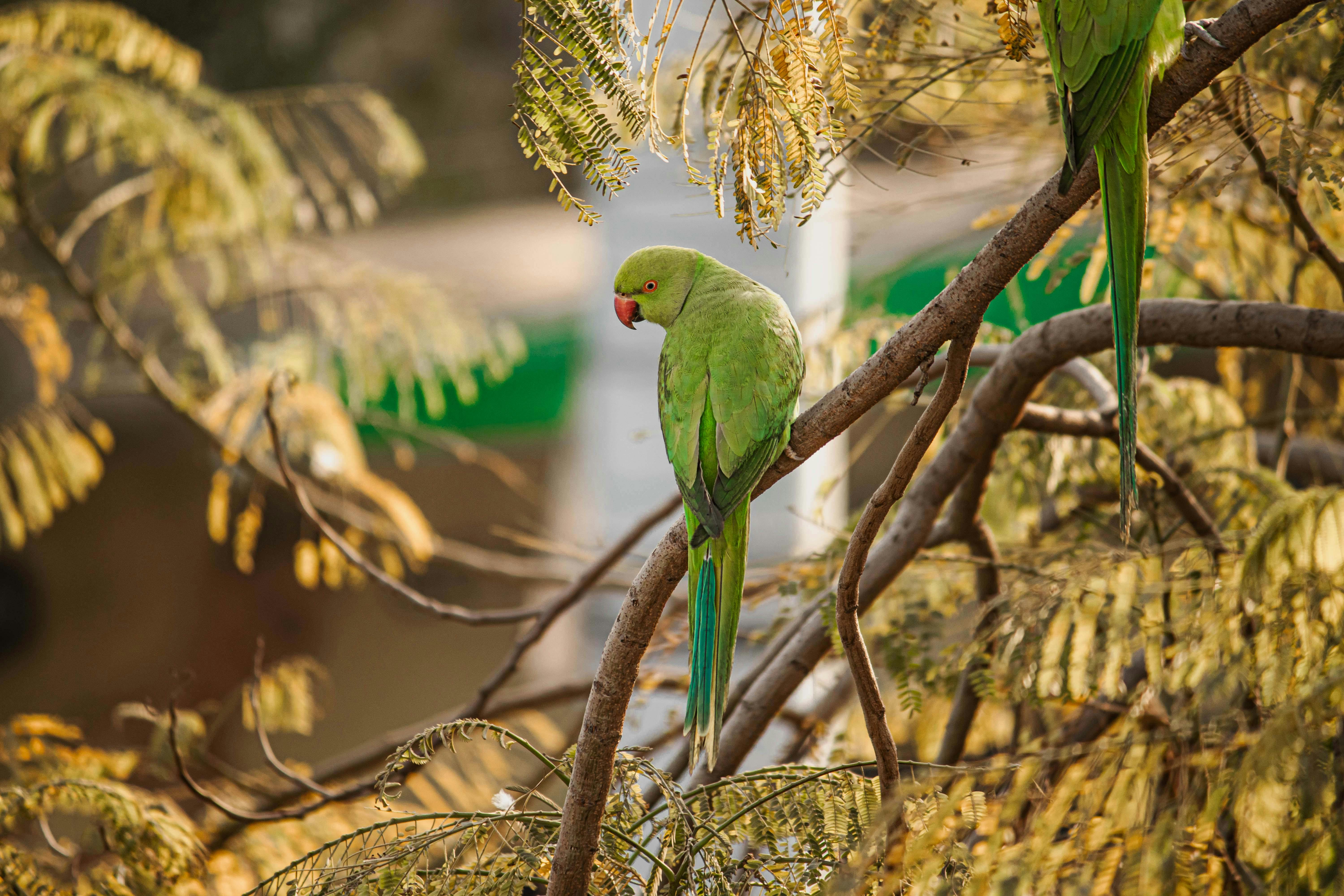 Free Parrot Photos, Download The BEST Free Free Parrot Stock Photos ...