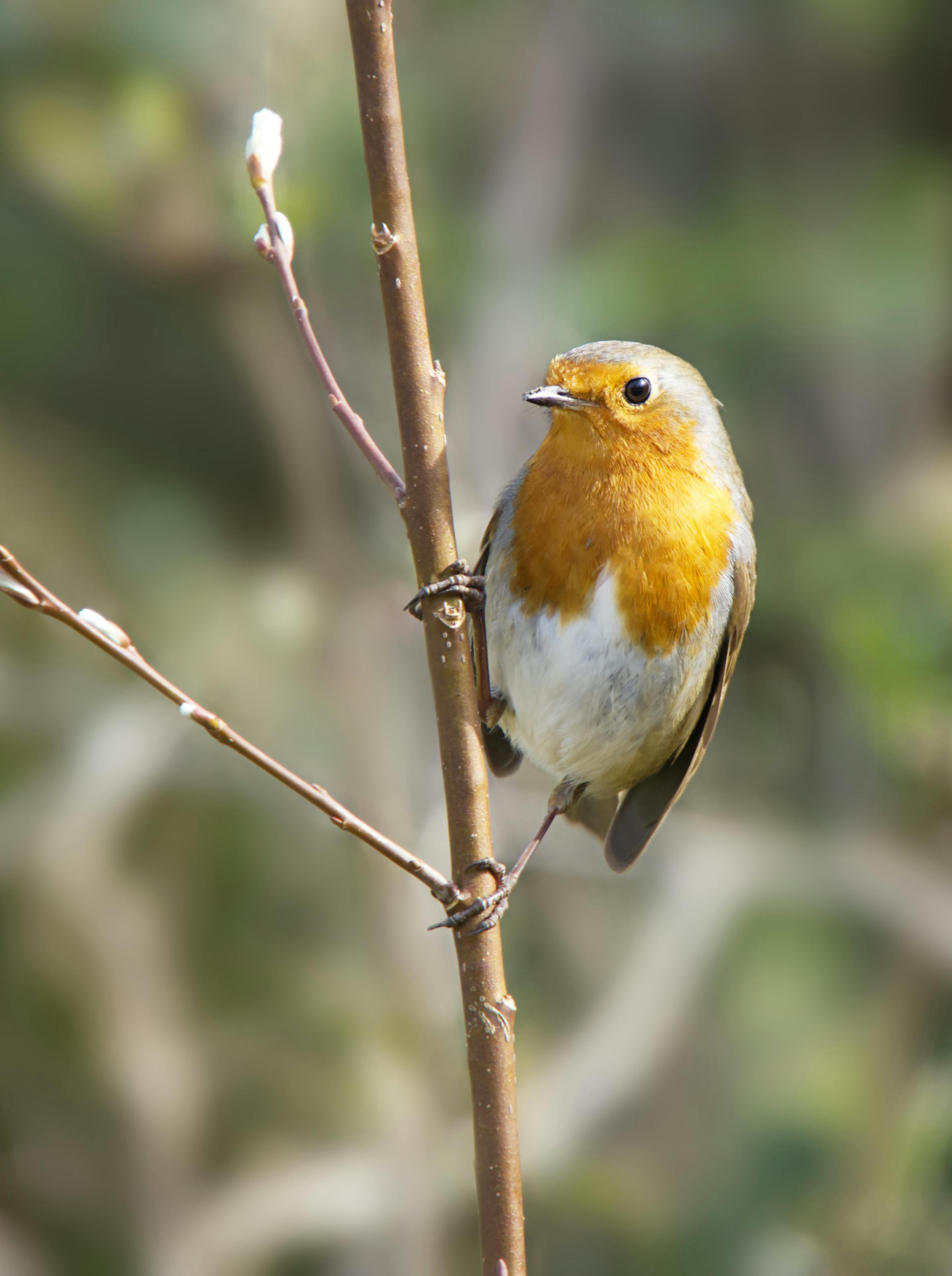 Pandora Tree Photos, Download The BEST Free Pandora Tree Stock Photos ...