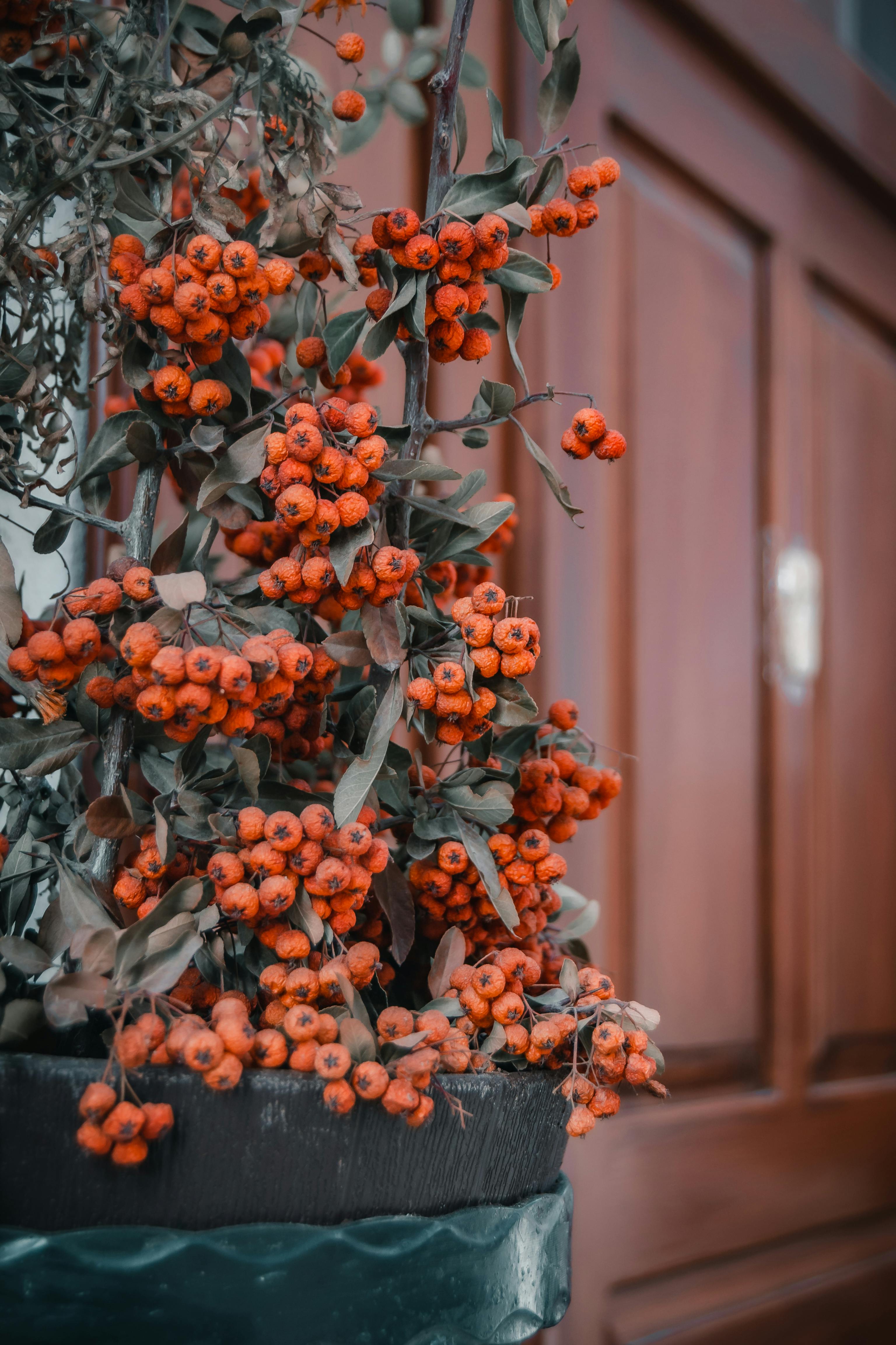 Hawthorne in a Pot · Free Stock Photo