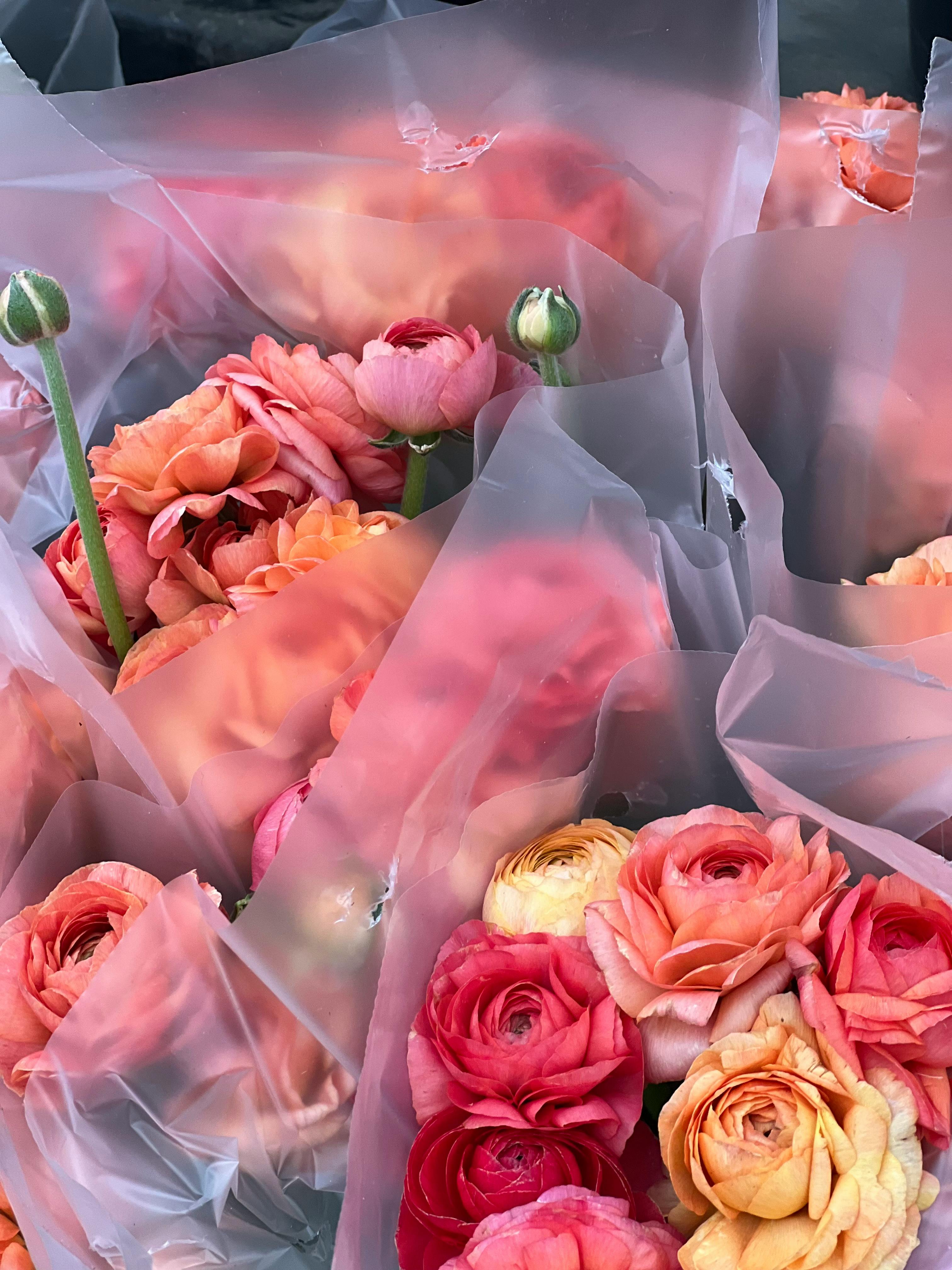 Beautiful Flowers Download Photos, Download The BEST Free Beautiful ...