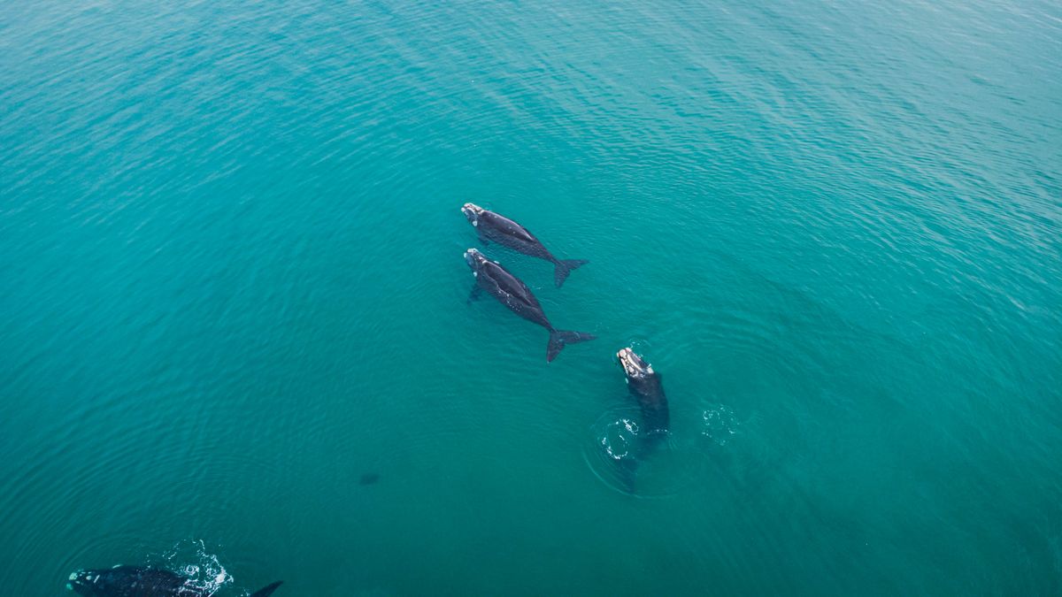 Whales Animation Photos, Download The BEST Free Whales Animation Stock ...