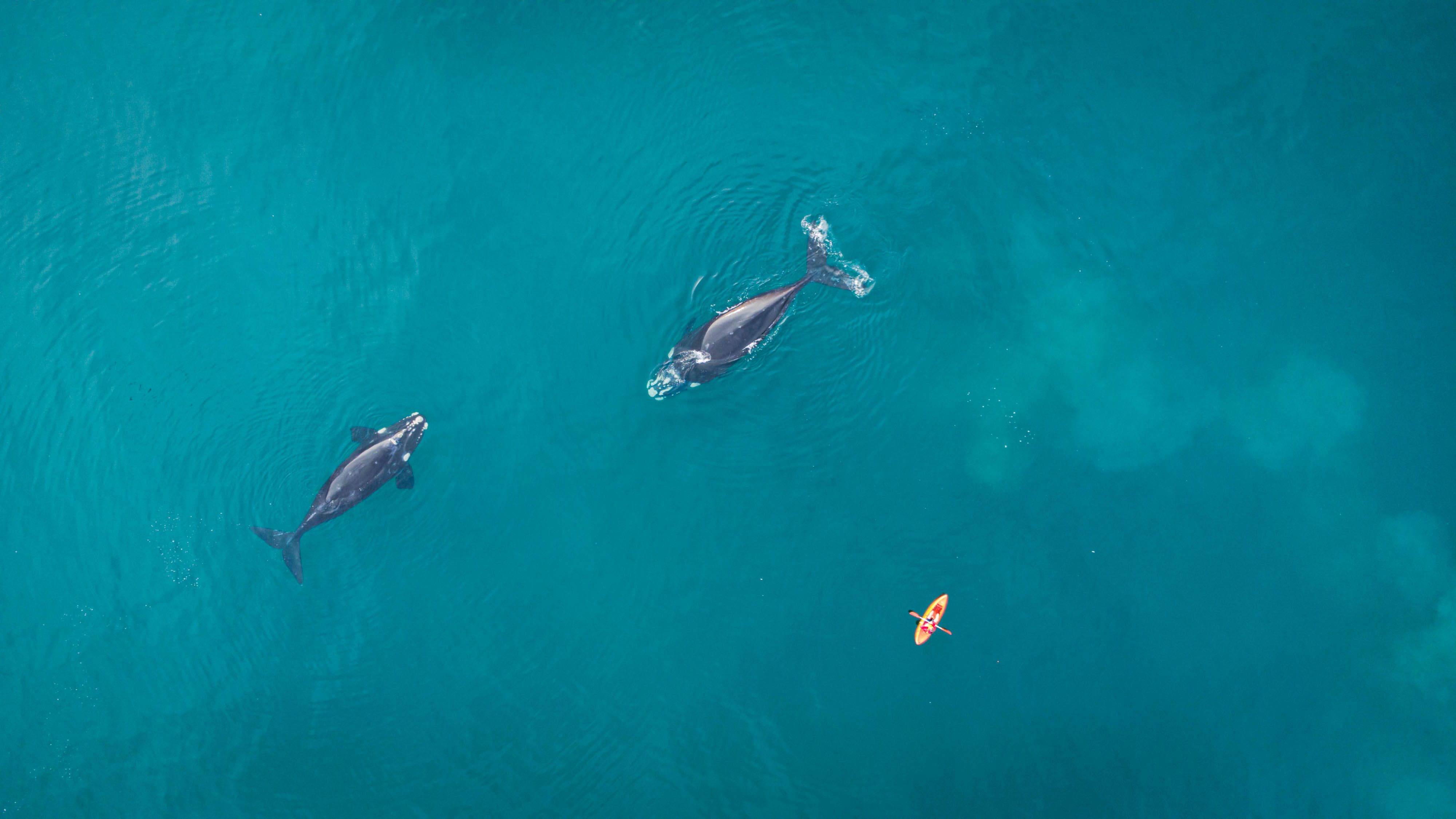 Aerial View of Whales and a Boat · Free Stock Photo