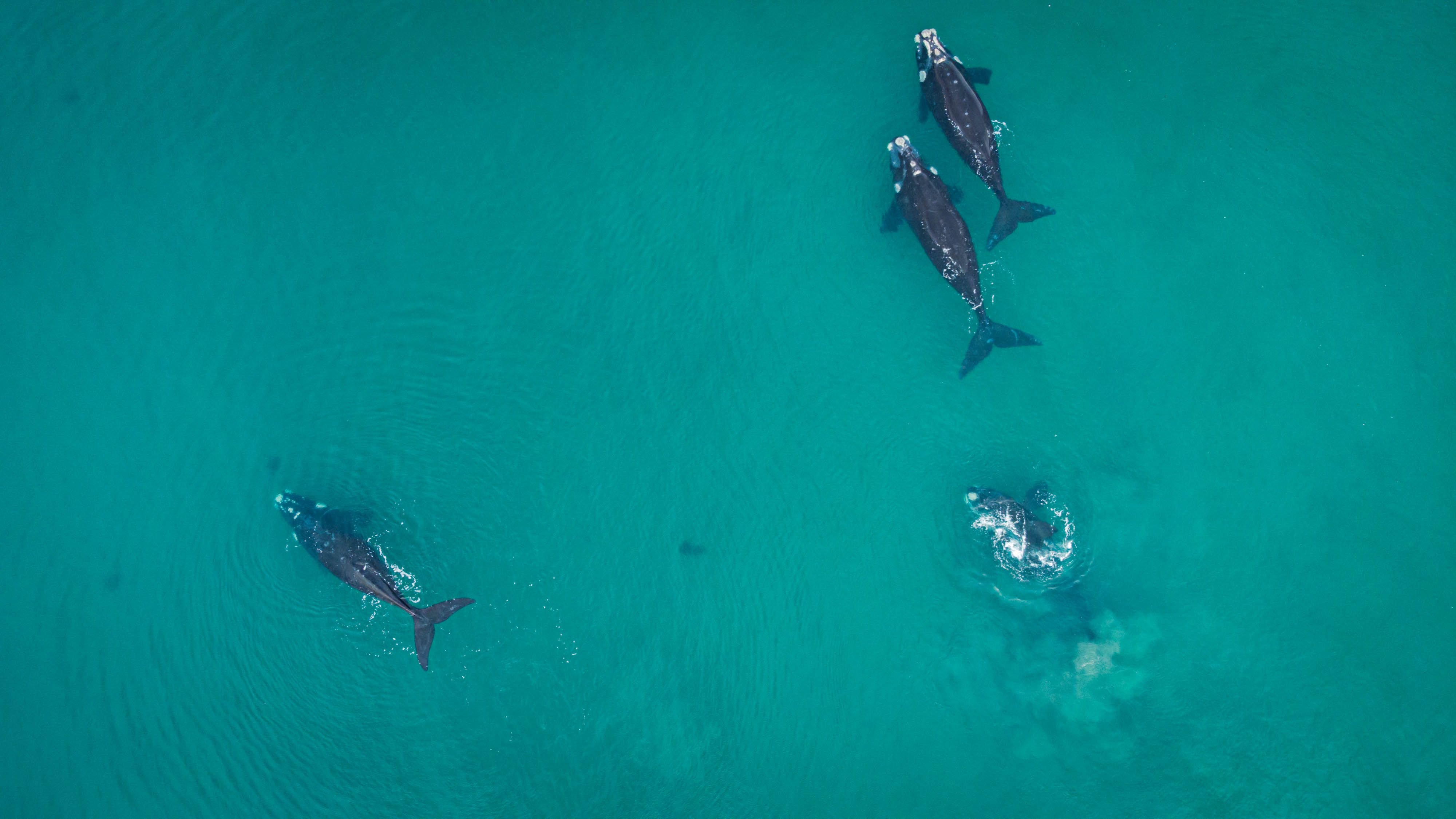 Whales on the Sea Surface · Free Stock Photo