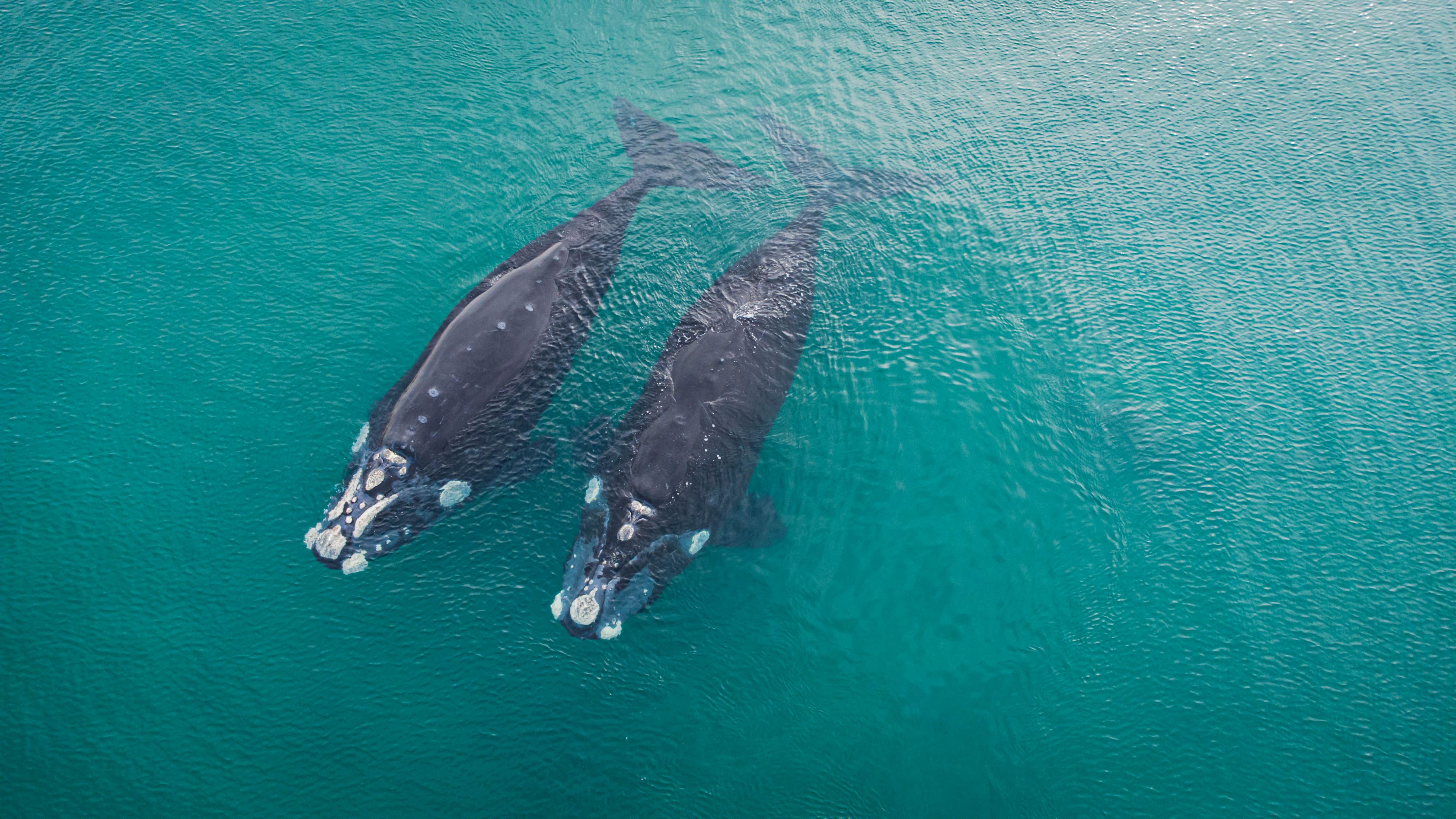Whales on the Sea Surface · Free Stock Photo