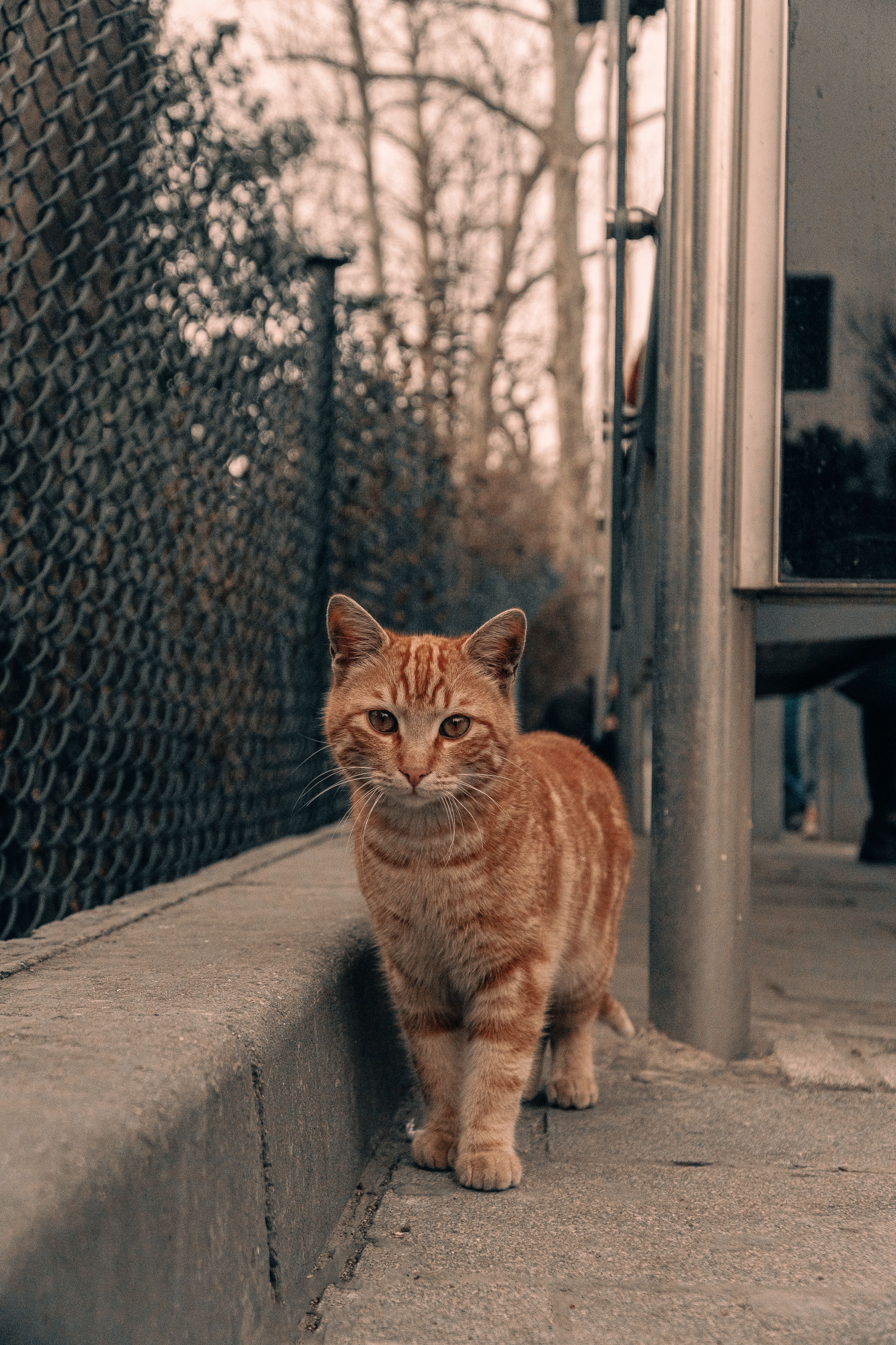 Depth Cat By Cute Photos, Download The BEST Free Depth Cat By Cute ...