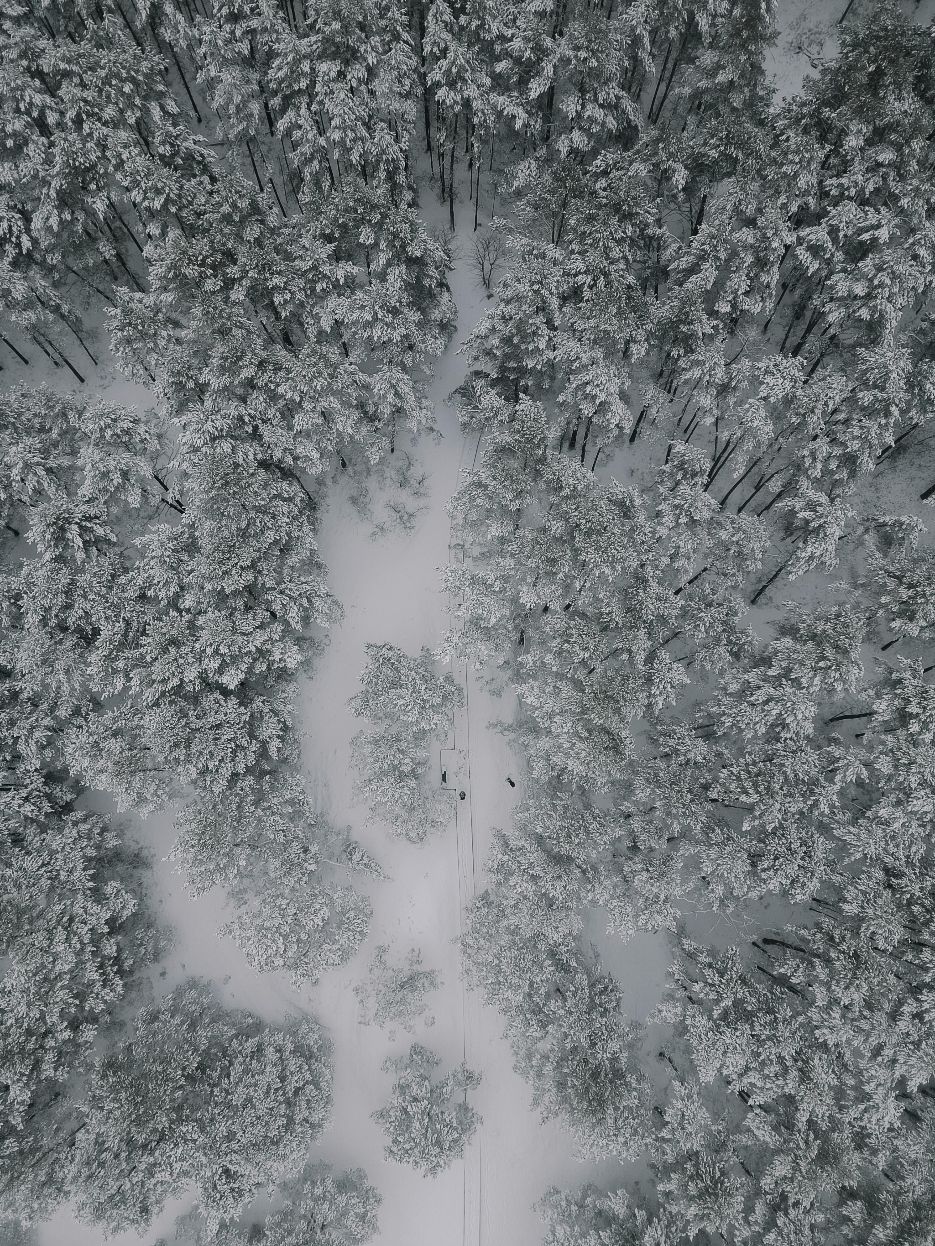 Birds Eye View of Forest in Winter · Free Stock Photo
