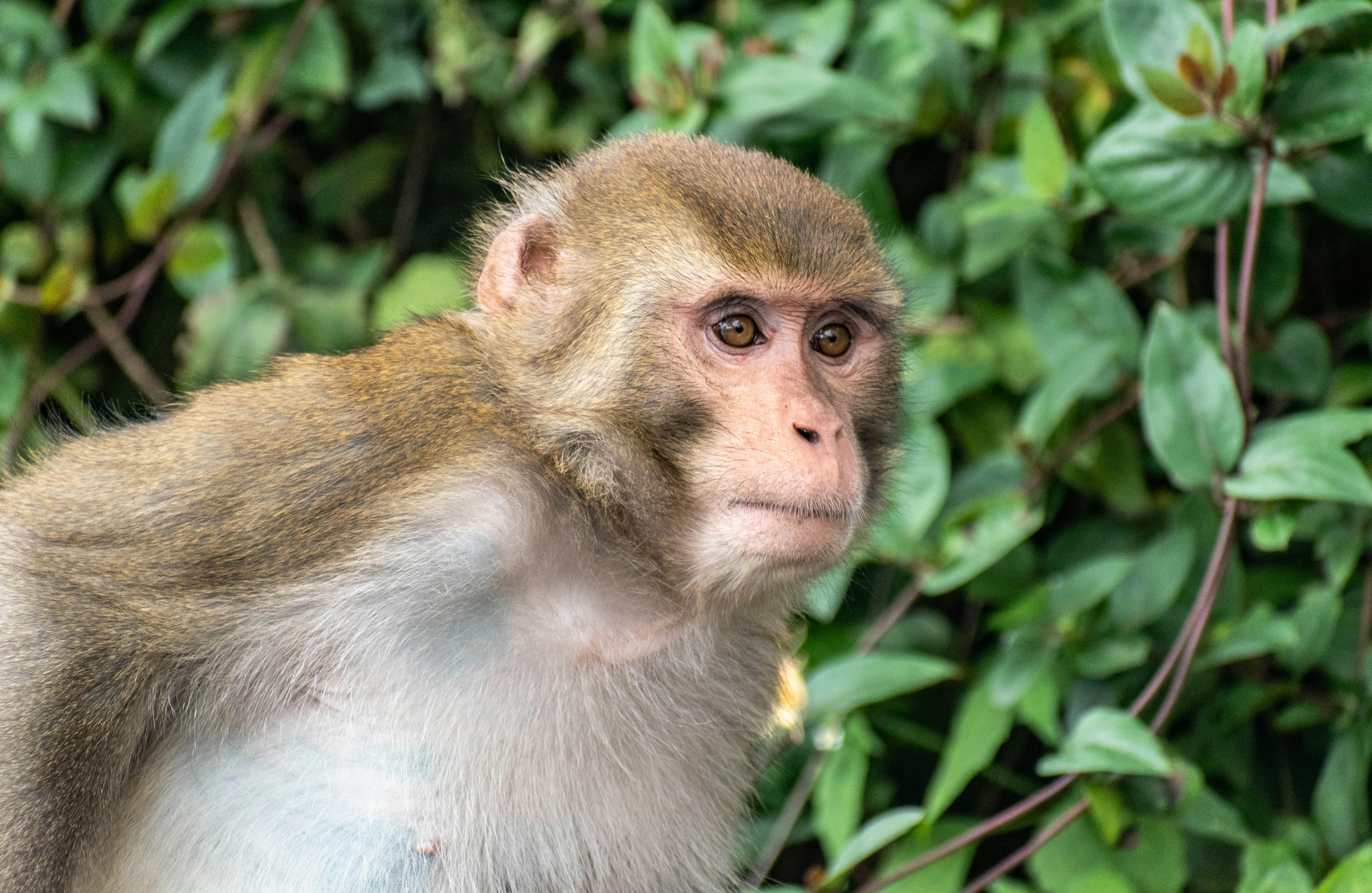 Monkey Wallpaper Photos, Download The BEST Free Monkey Wallpaper Stock ...