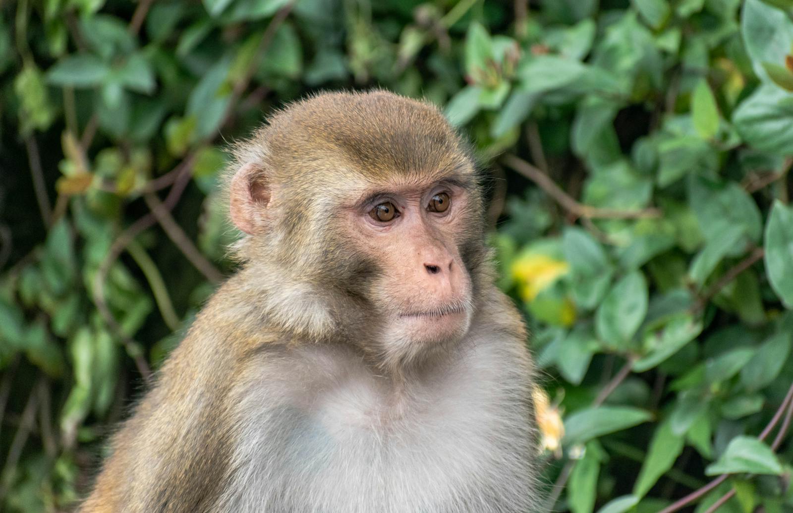 4k Monkey Animal Wallpaper Photos, Download The BEST Free 4k Monkey ...