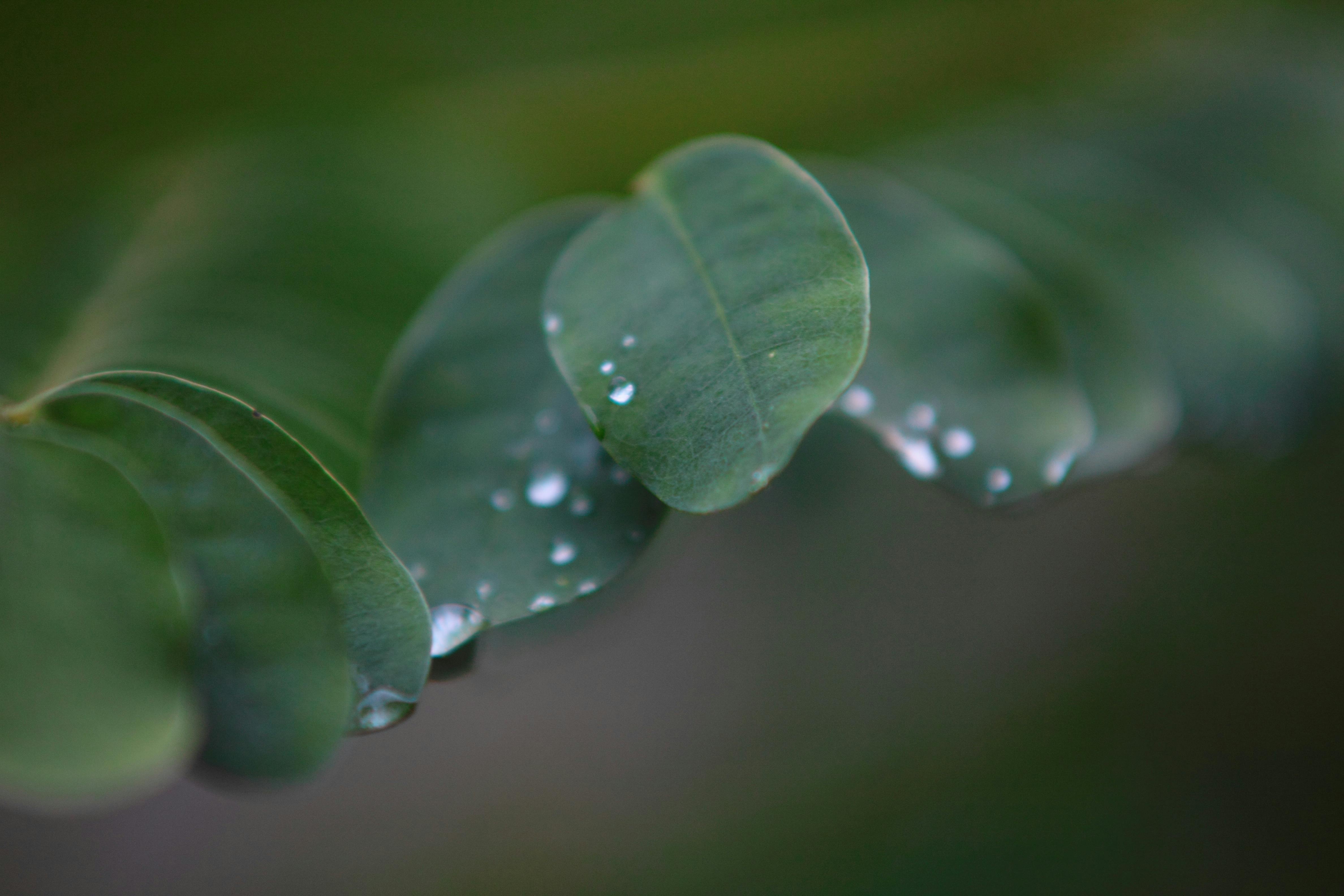 Shallow Depth of Field Photo of Green Leafed Plant · Free Stock Photo