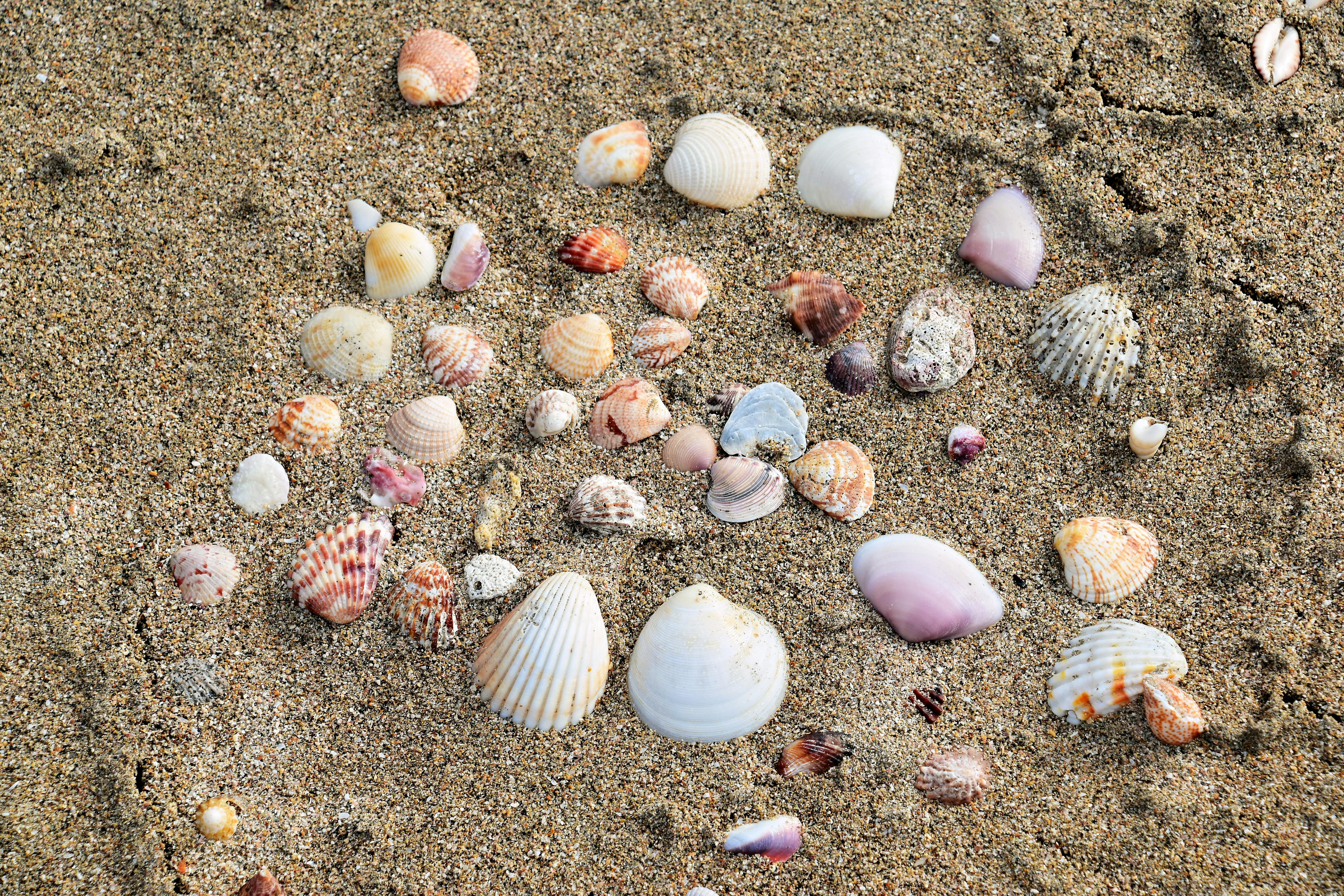 Seashells in the Sand · Free Stock Photo