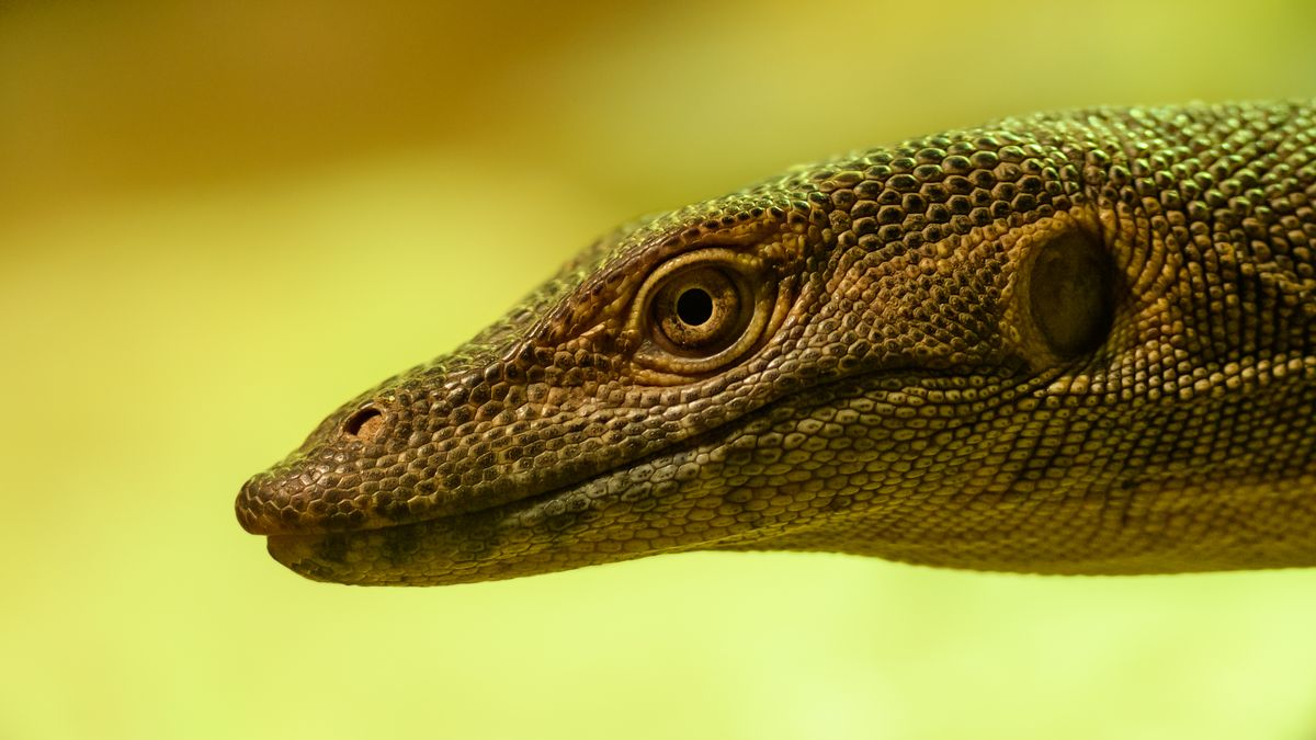 Yellow Spotted Monitor: Care, Habitat & Facts Guide