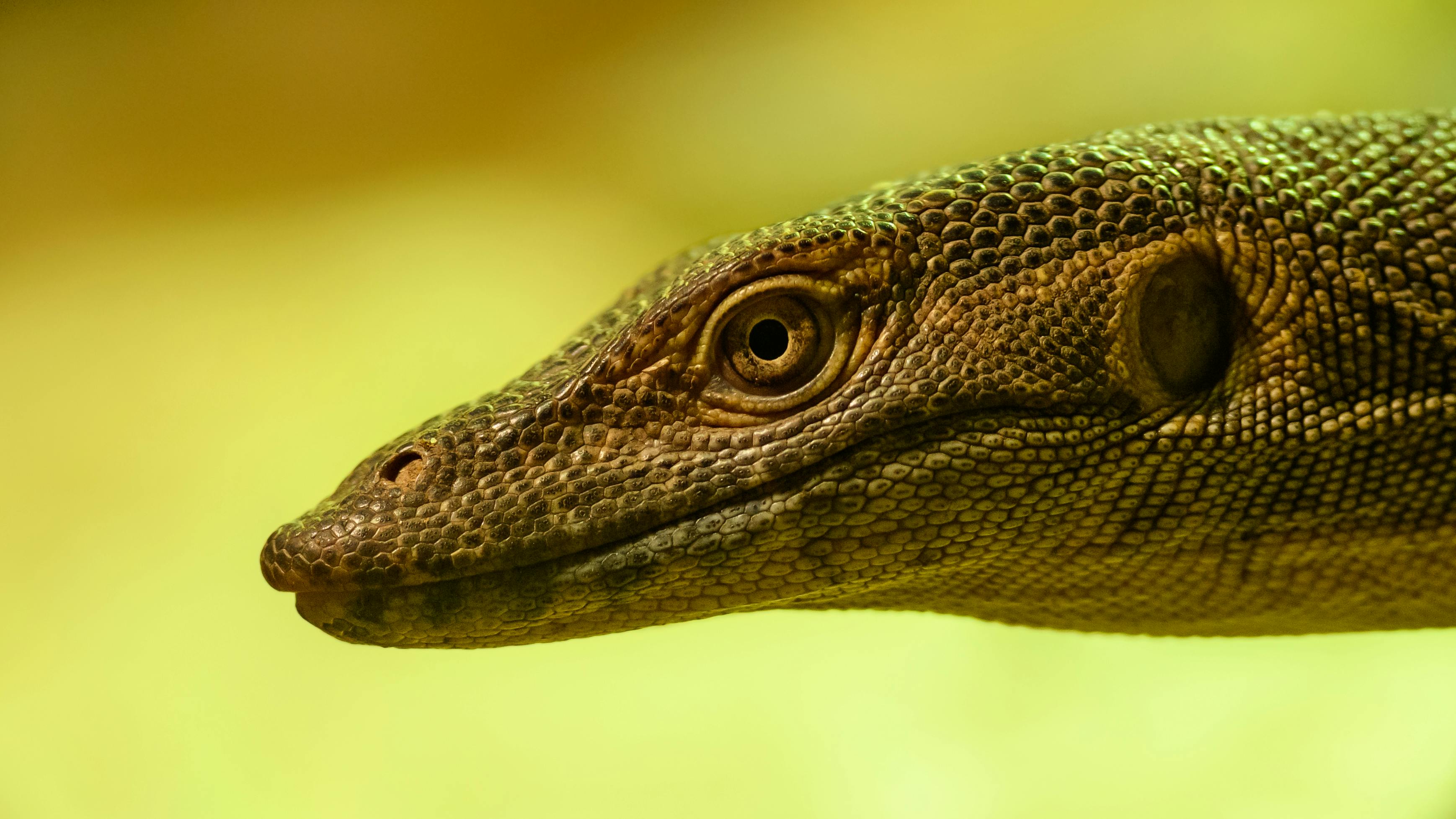 Close up of Lizard Head · Free Stock Photo