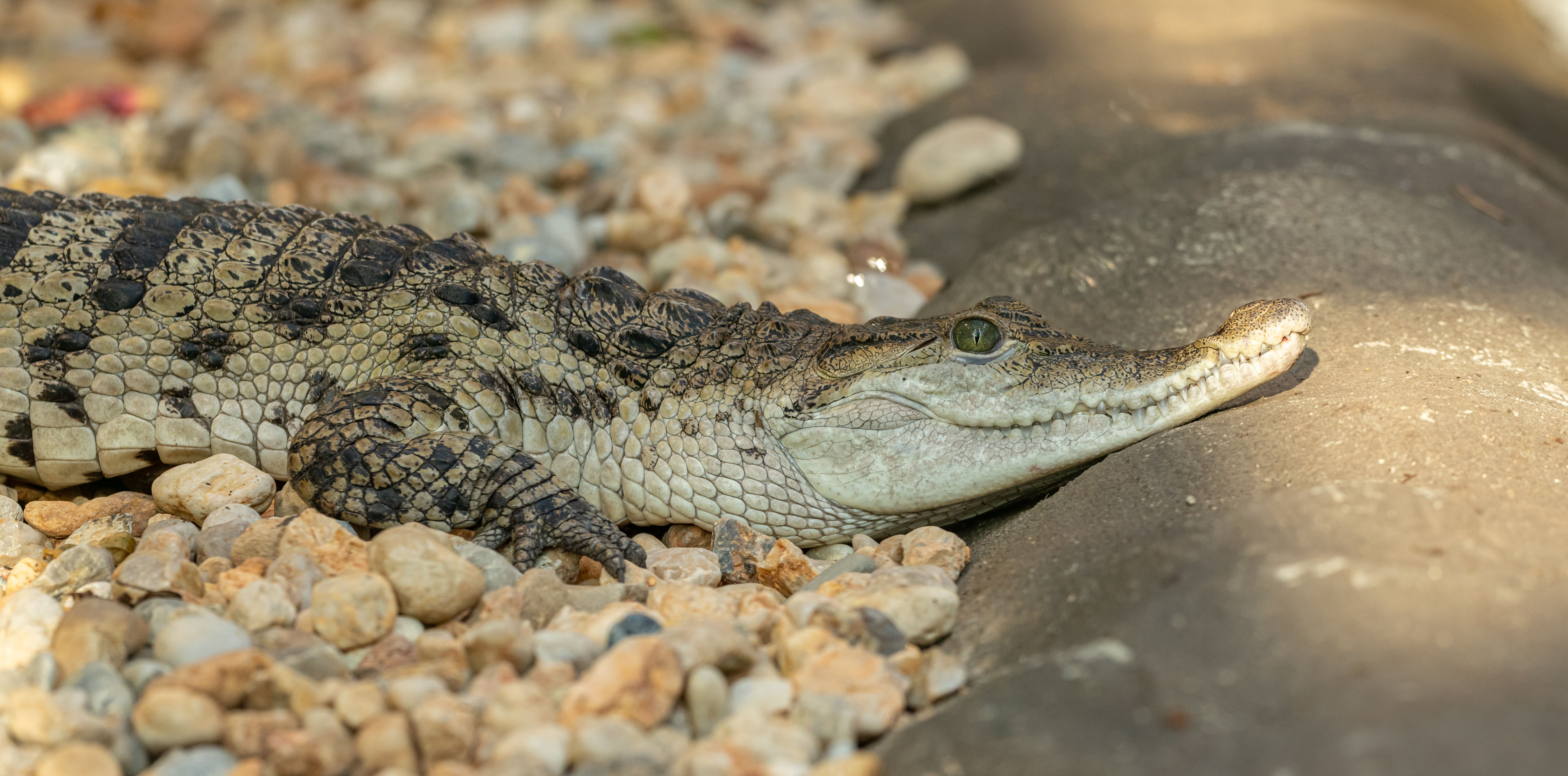 Close up of Crocodile · Free Stock Photo