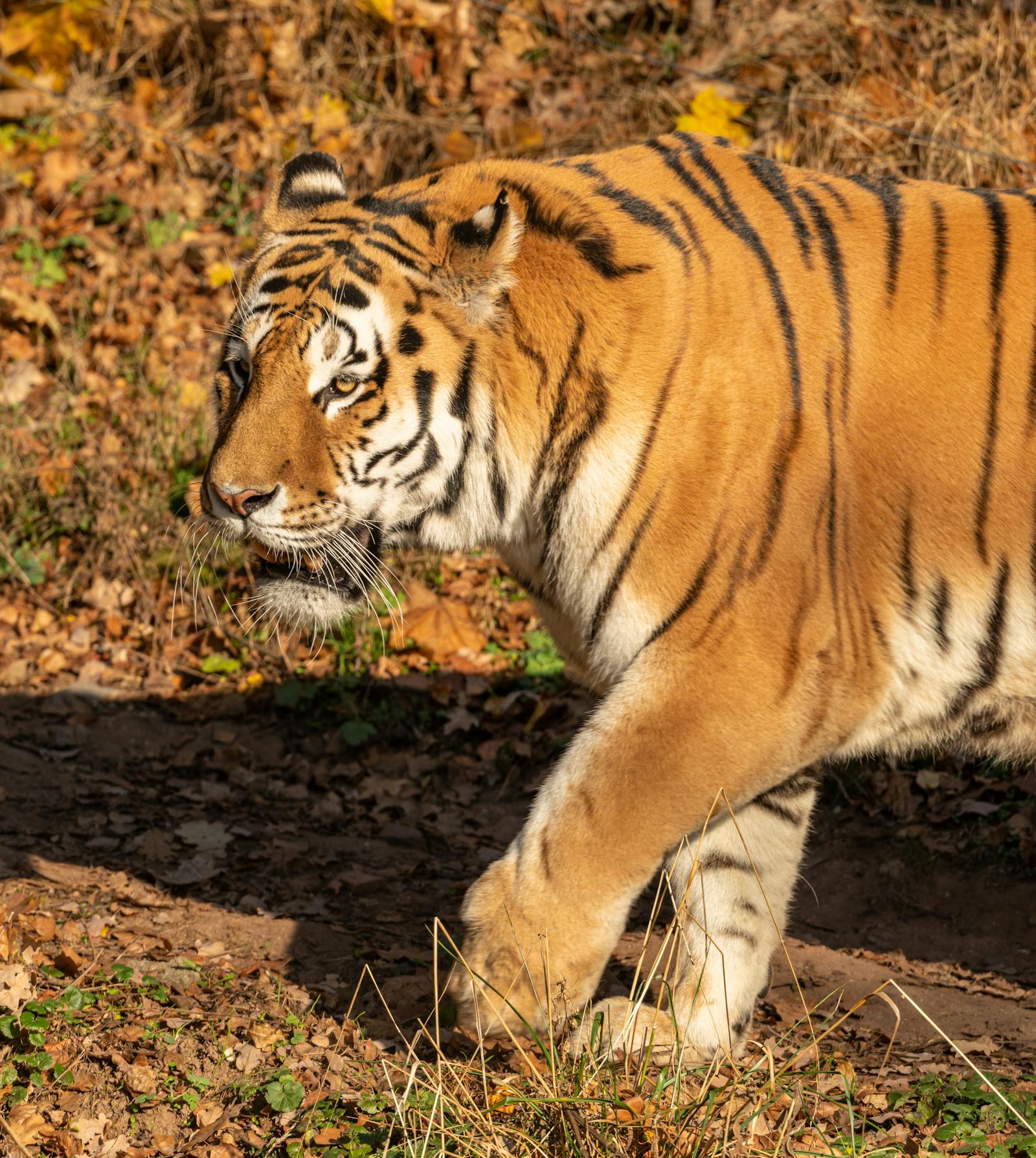 Tiger 1080p Wallpaper Photos, Download The BEST Free Tiger 1080p ...