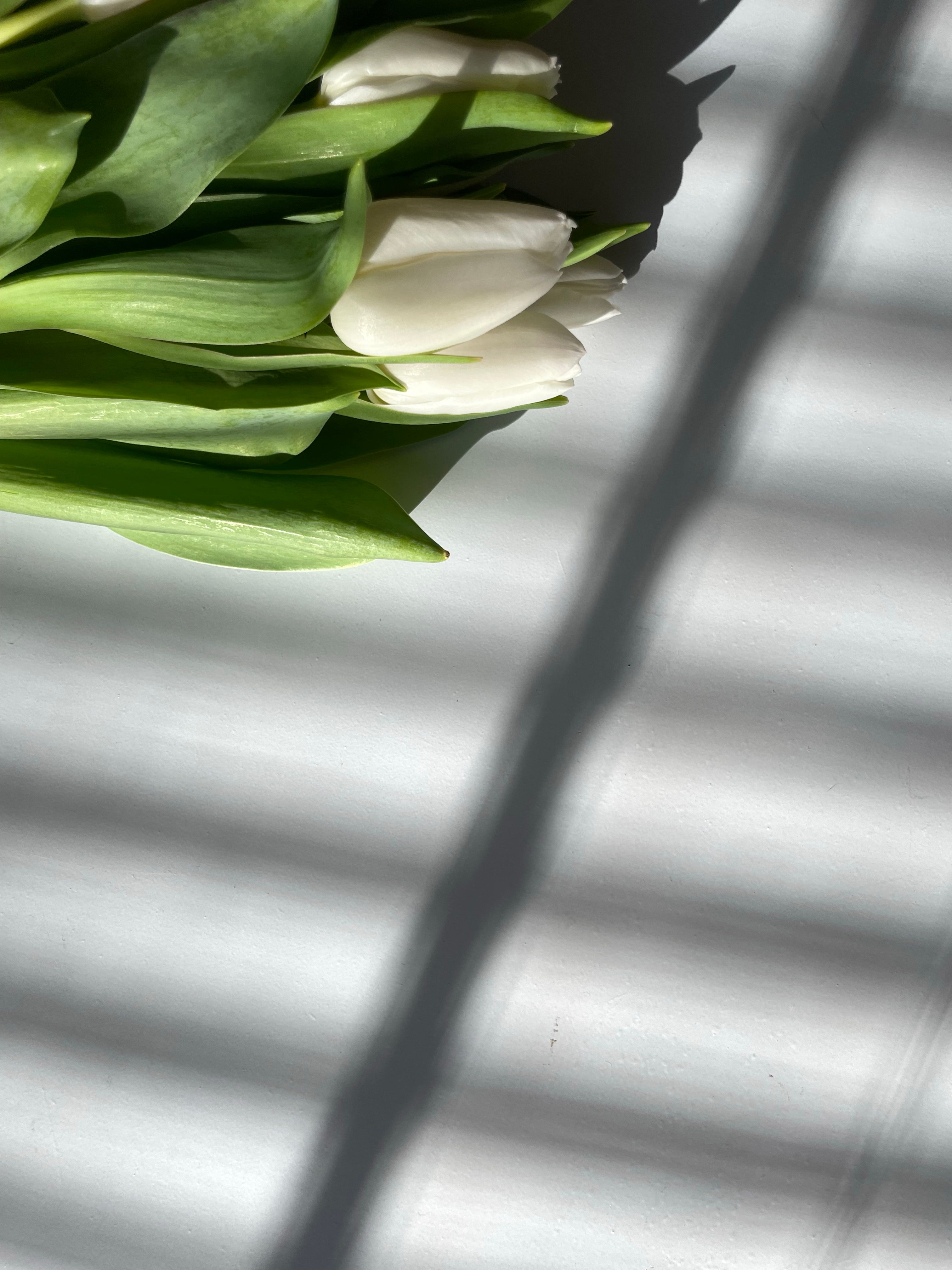 Blinds Shade and Bouquet of White Tulips · Free Stock Photo