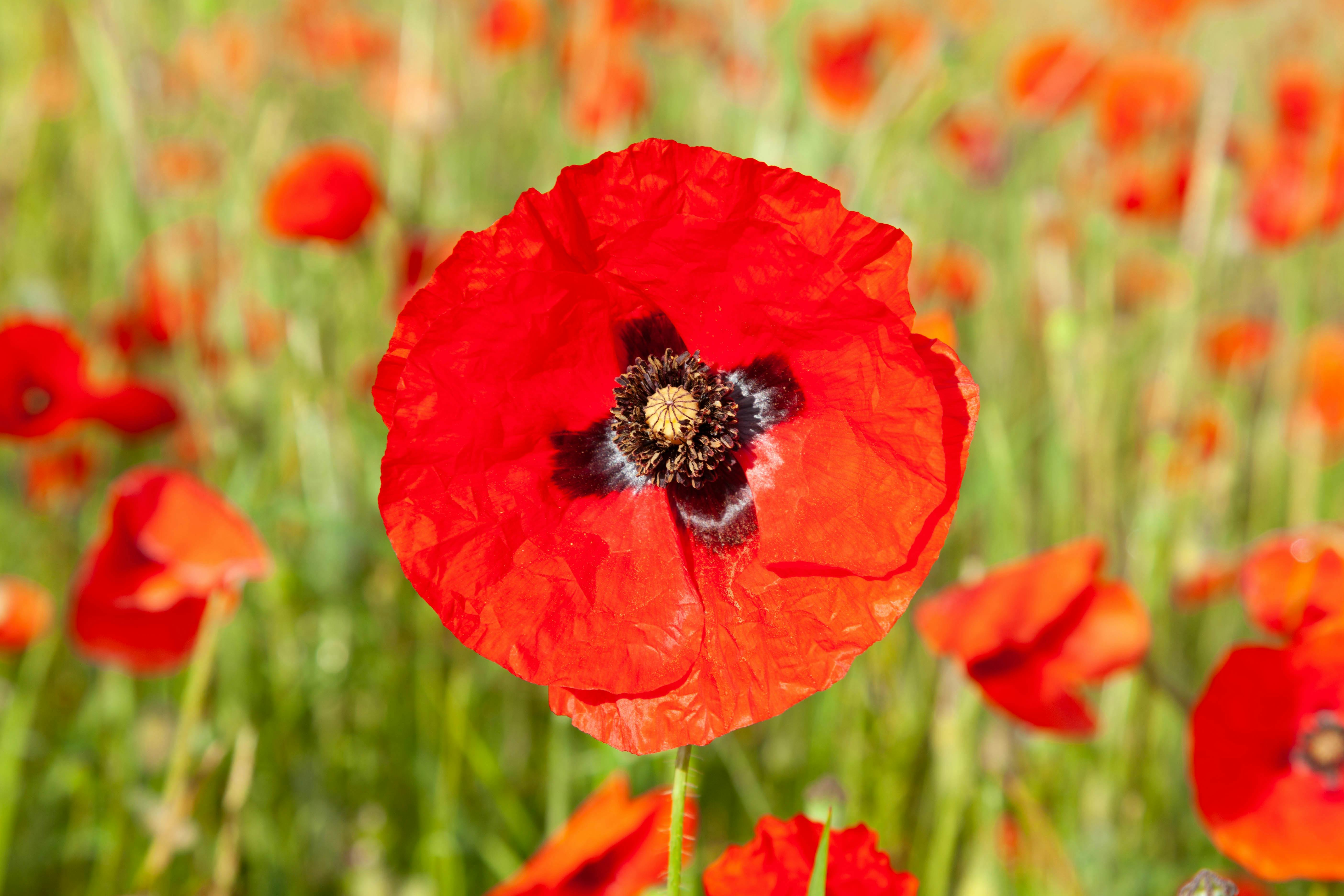Beautiful Poppy on Field · Free Stock Photo