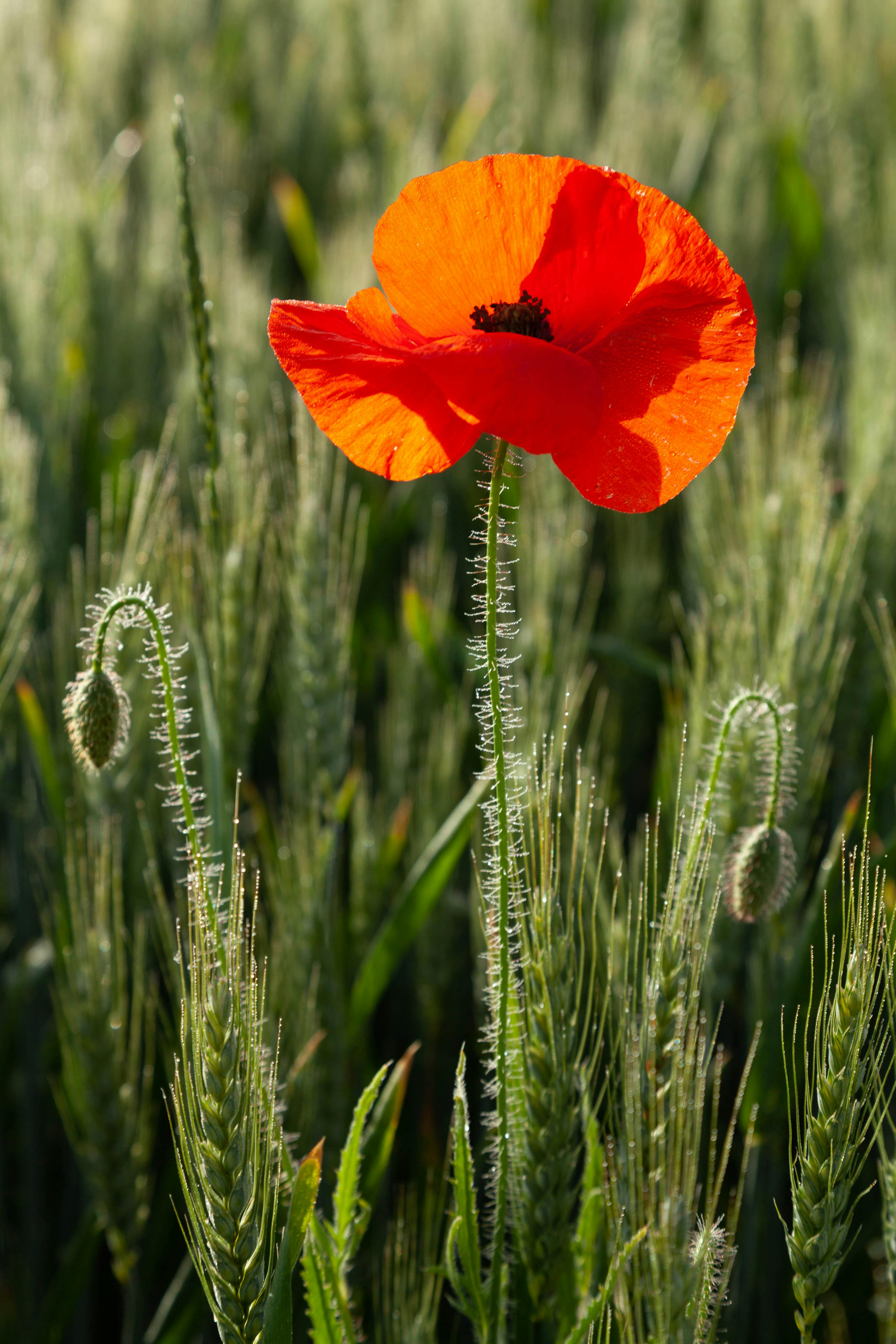 Spring Meadow Photos, Download The BEST Free Spring Meadow Stock Photos ...