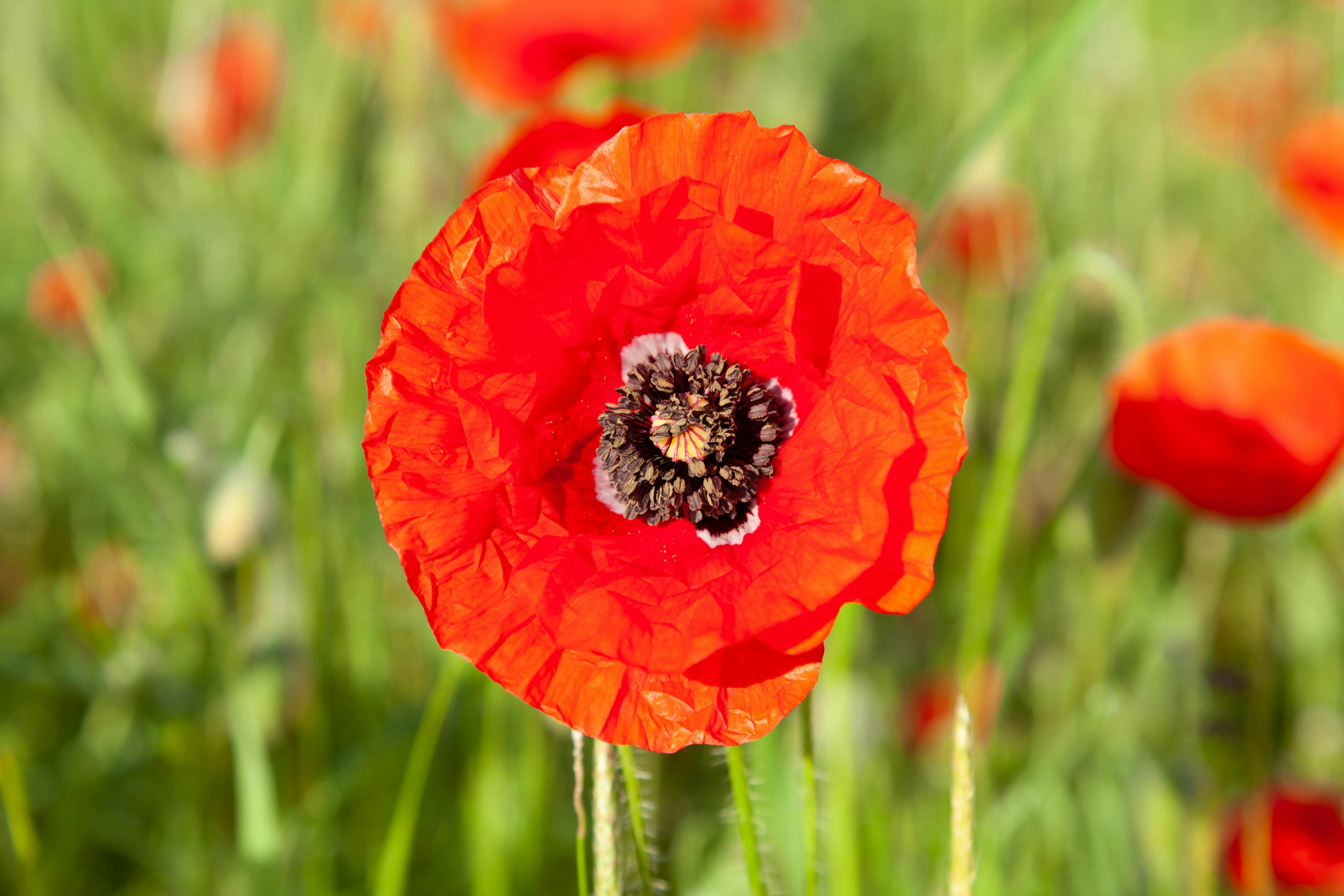 Close-up of Poppy Flower Growing in Field · Free Stock Photo