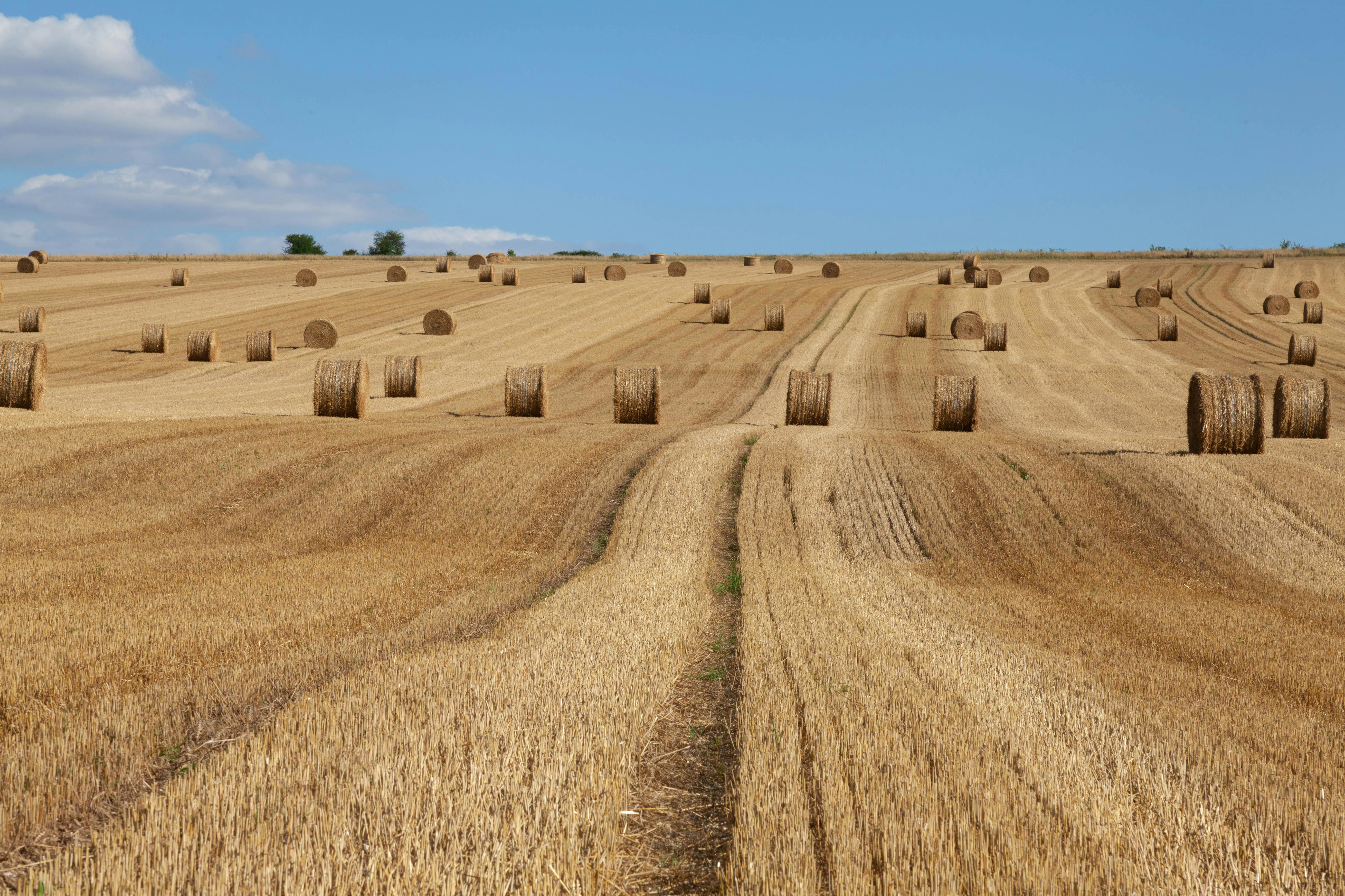 Hay Bales in Field · Free Stock Photo