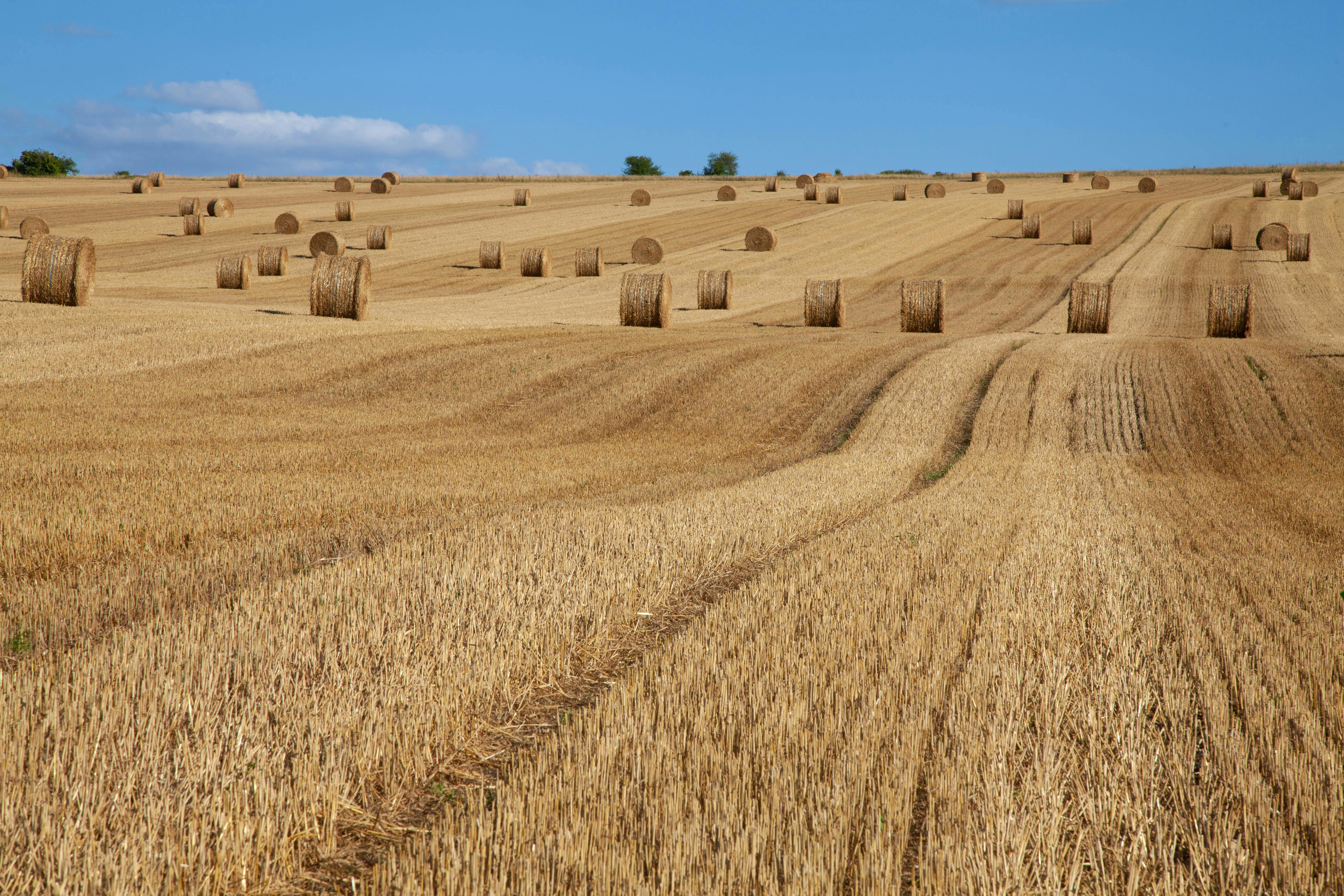Bales of Hay Drying in the Field · Free Stock Photo