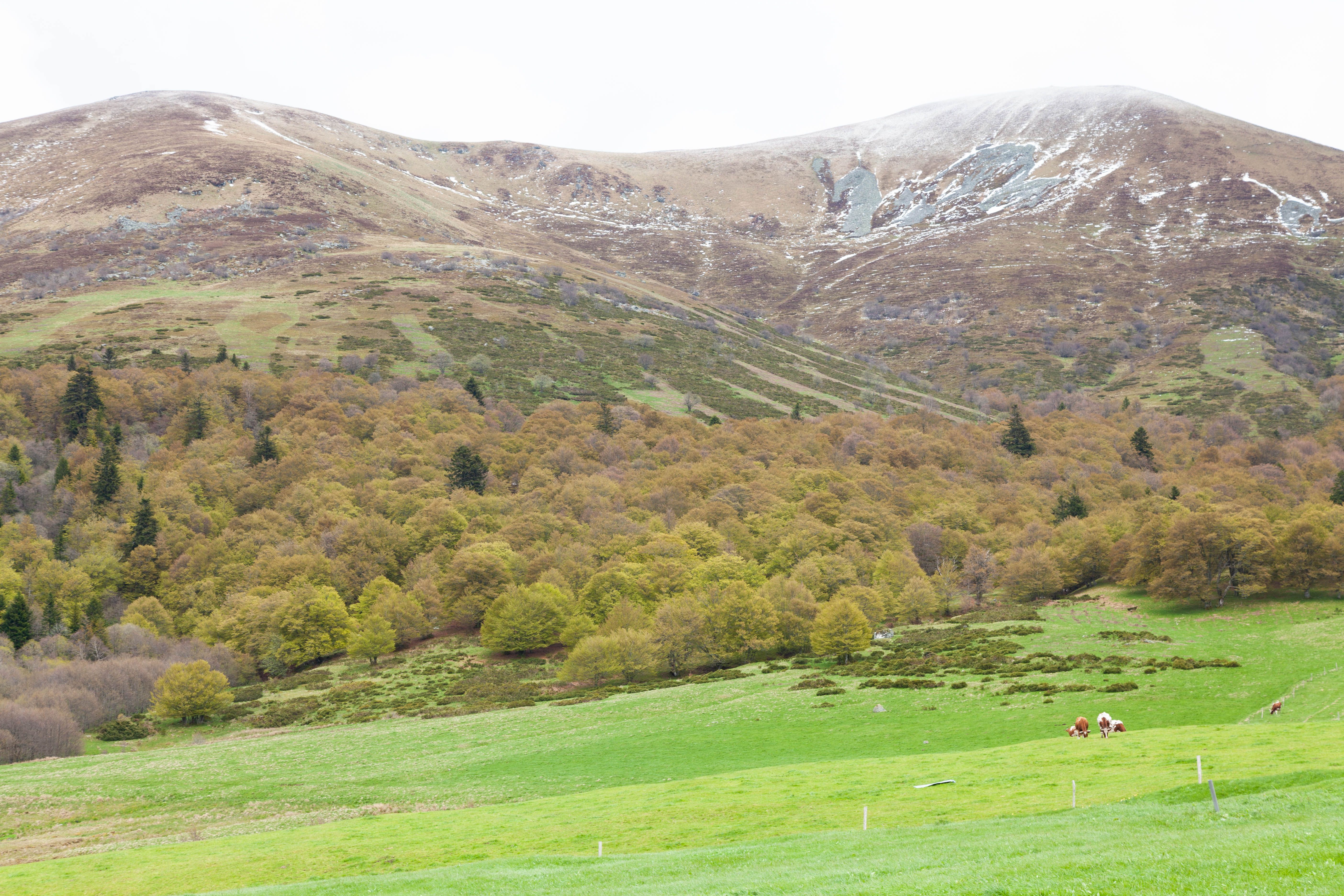 View of a Pasture with Cattle, Autumnal Trees and Mountains · Free ...