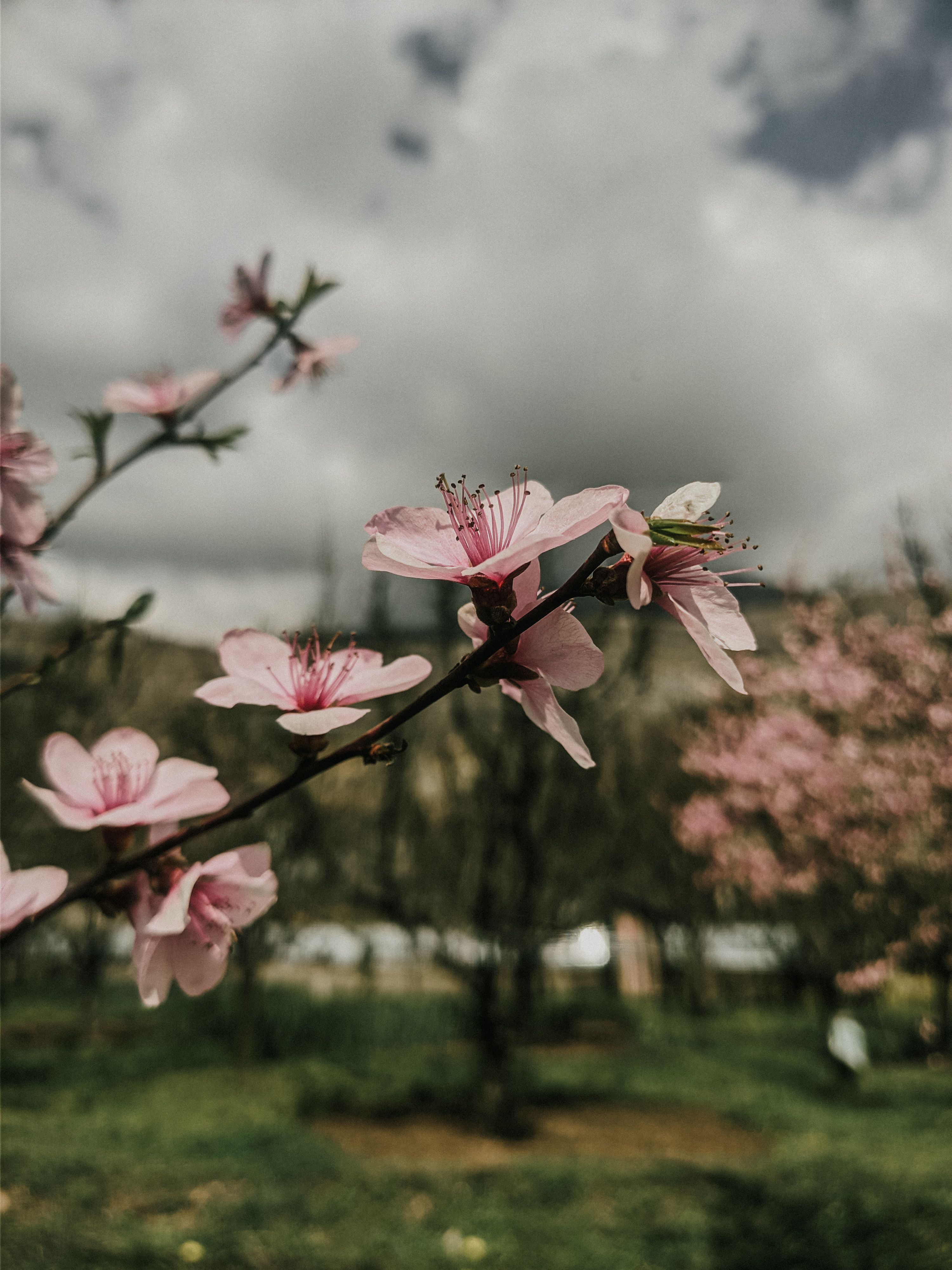 Close-up of Pink Flowers on a Tree in a Garden in Spring · Free Stock Photo