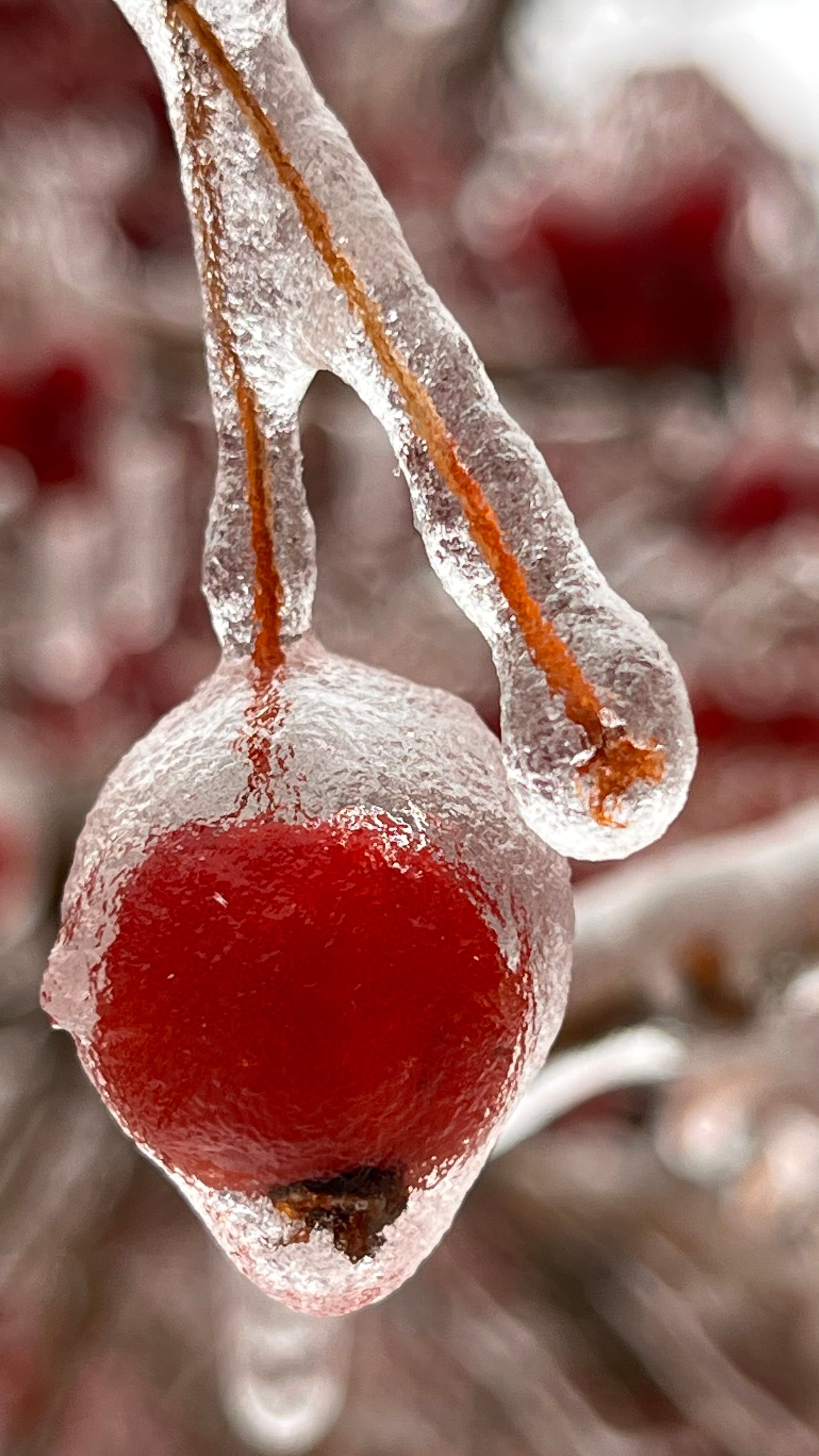 Red Crab Apple Fruits and Branch Frozen in Ice · Free Stock Photo