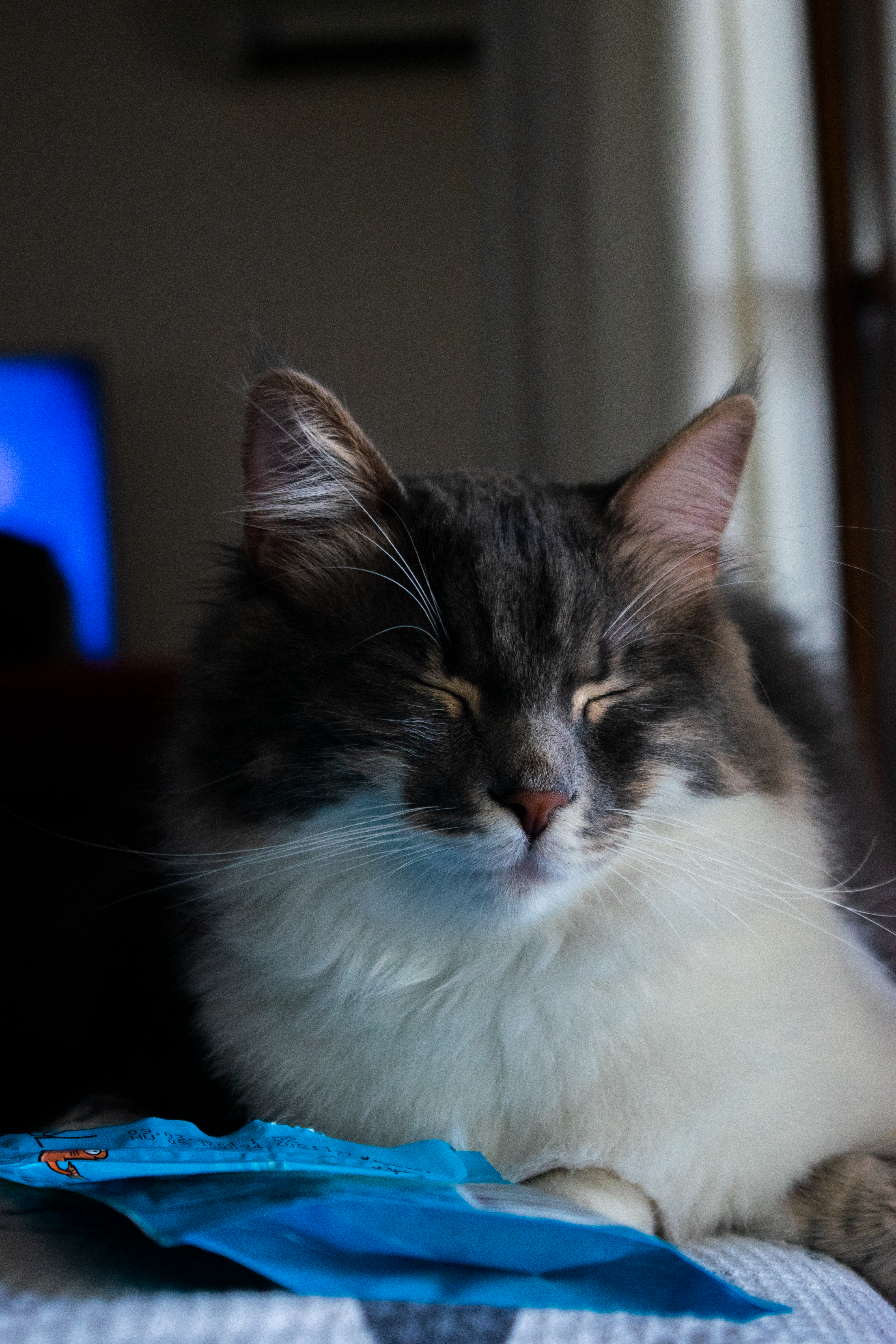Grayscale Photo of Cat Resting on Rug · Free Stock Photo