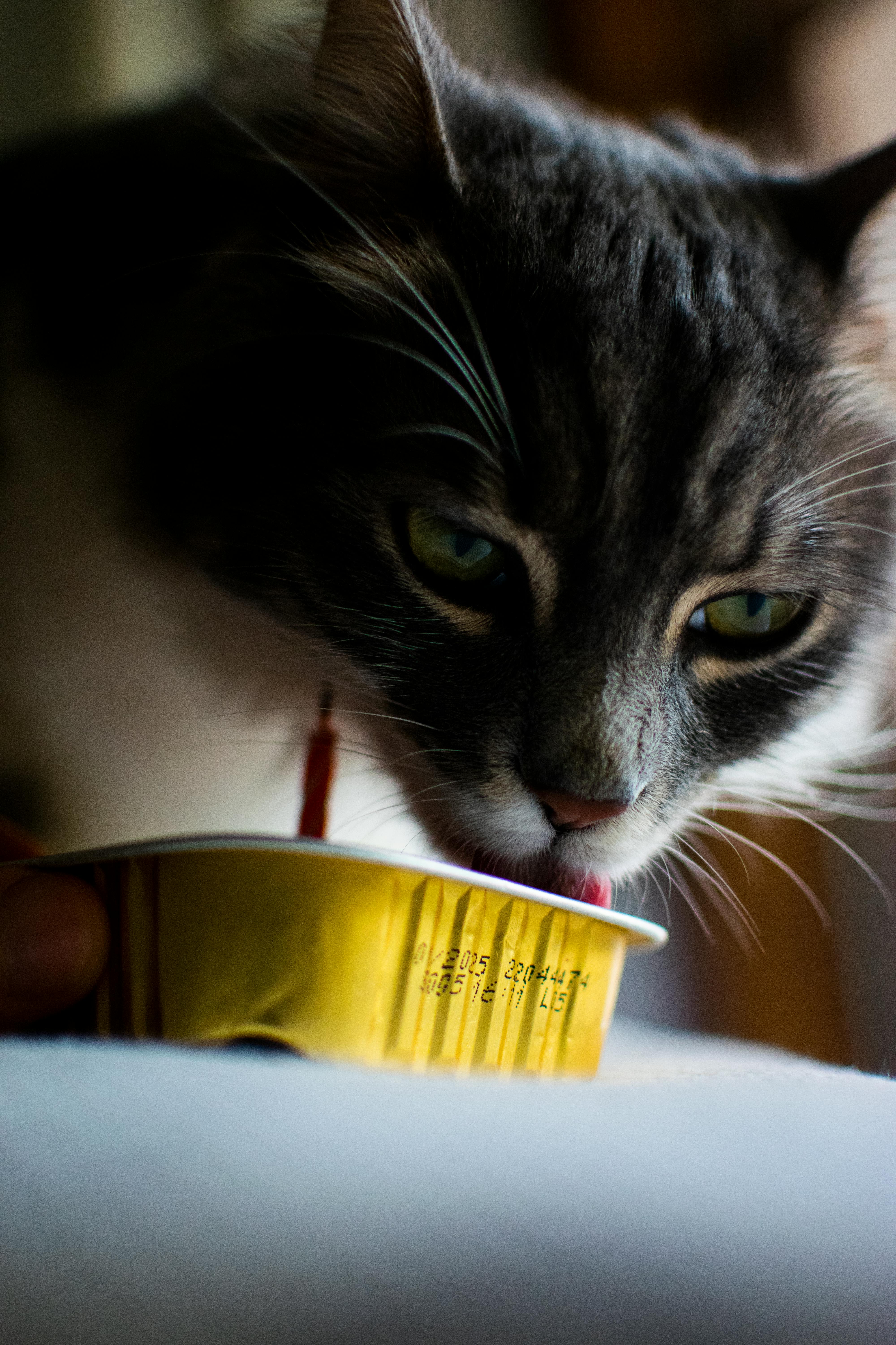 Cat while Eating · Free Stock Photo