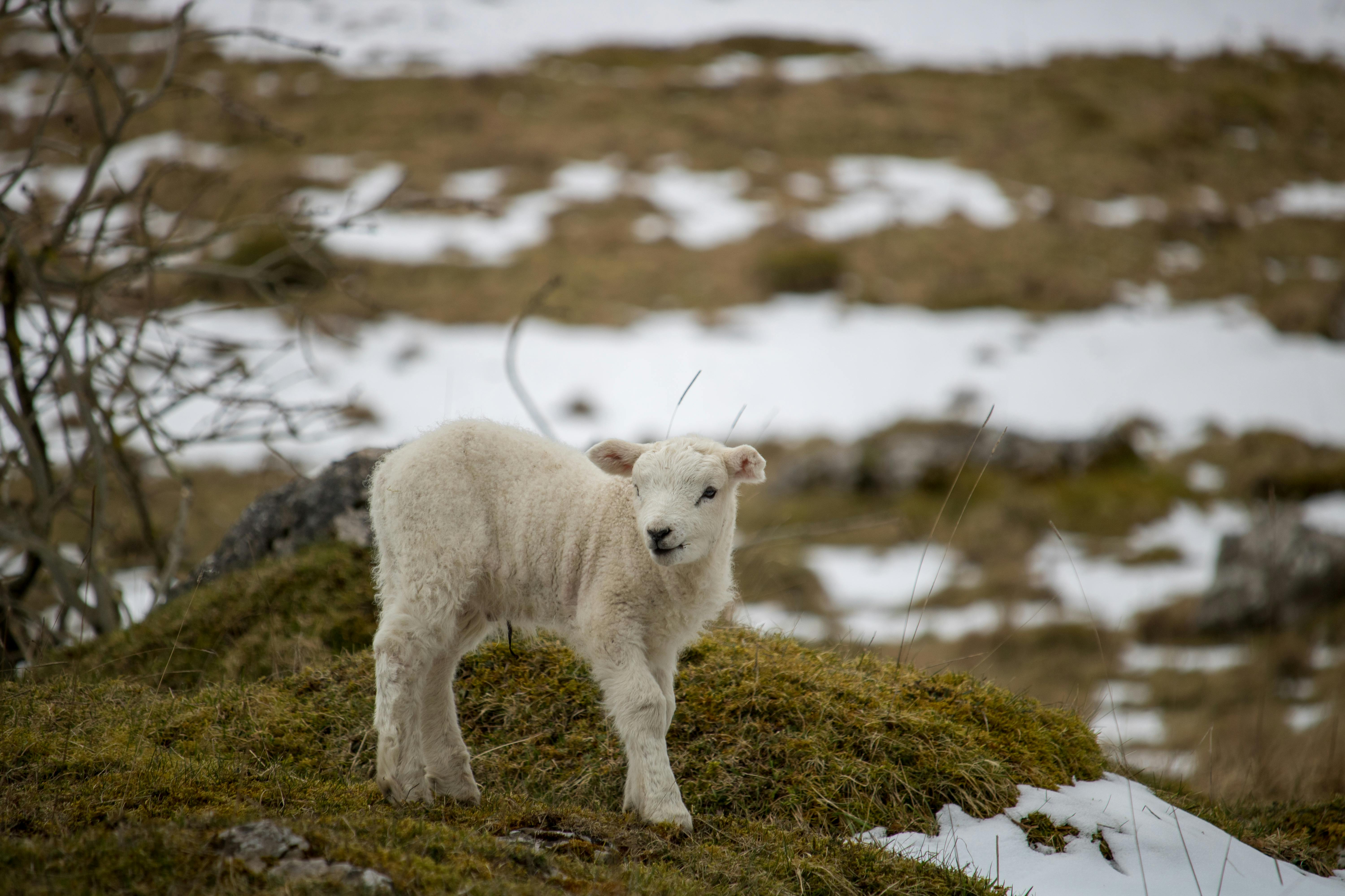 White Coated Lamb · Free Stock Photo