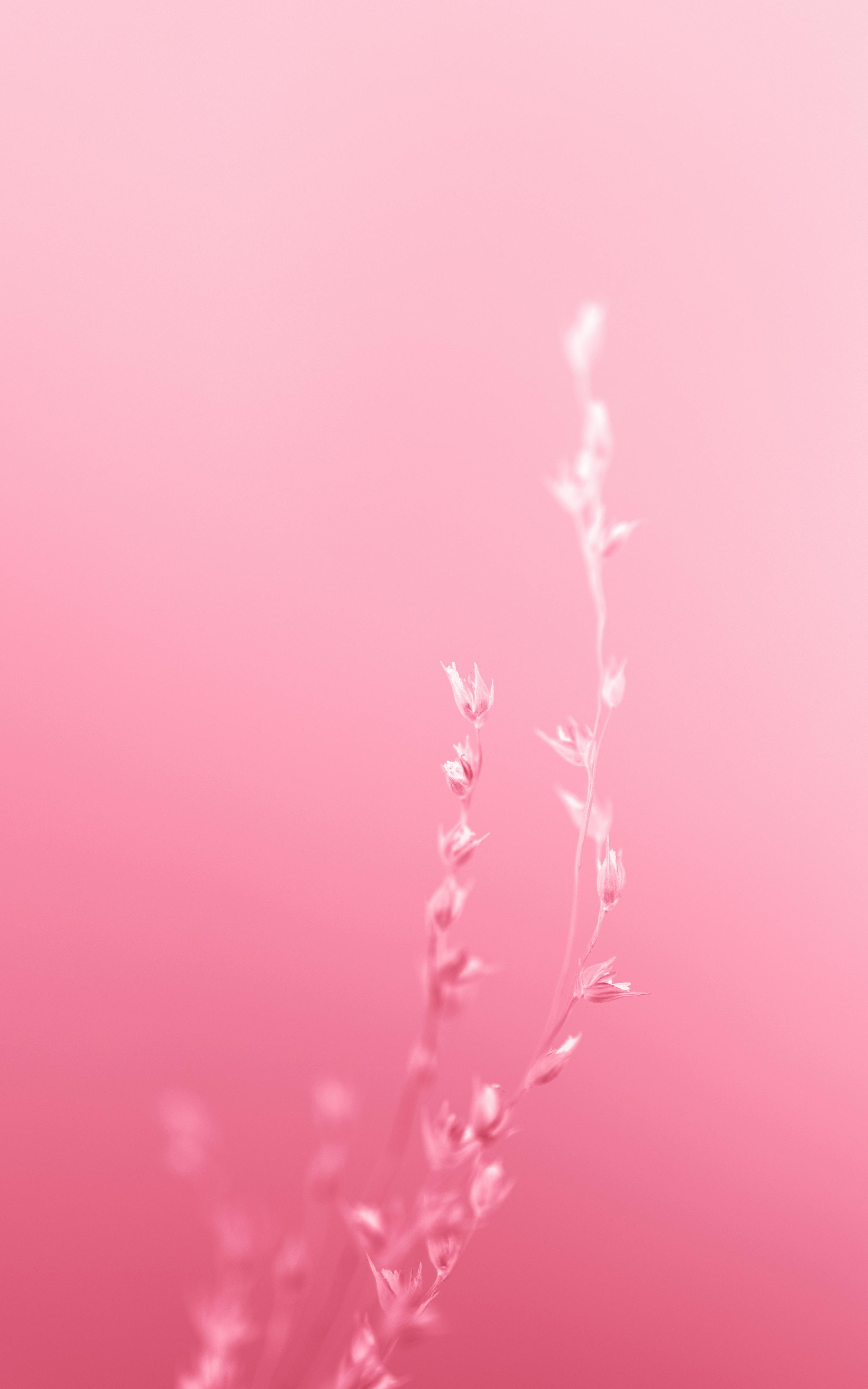 Cherry grass. · Free Stock Photo
