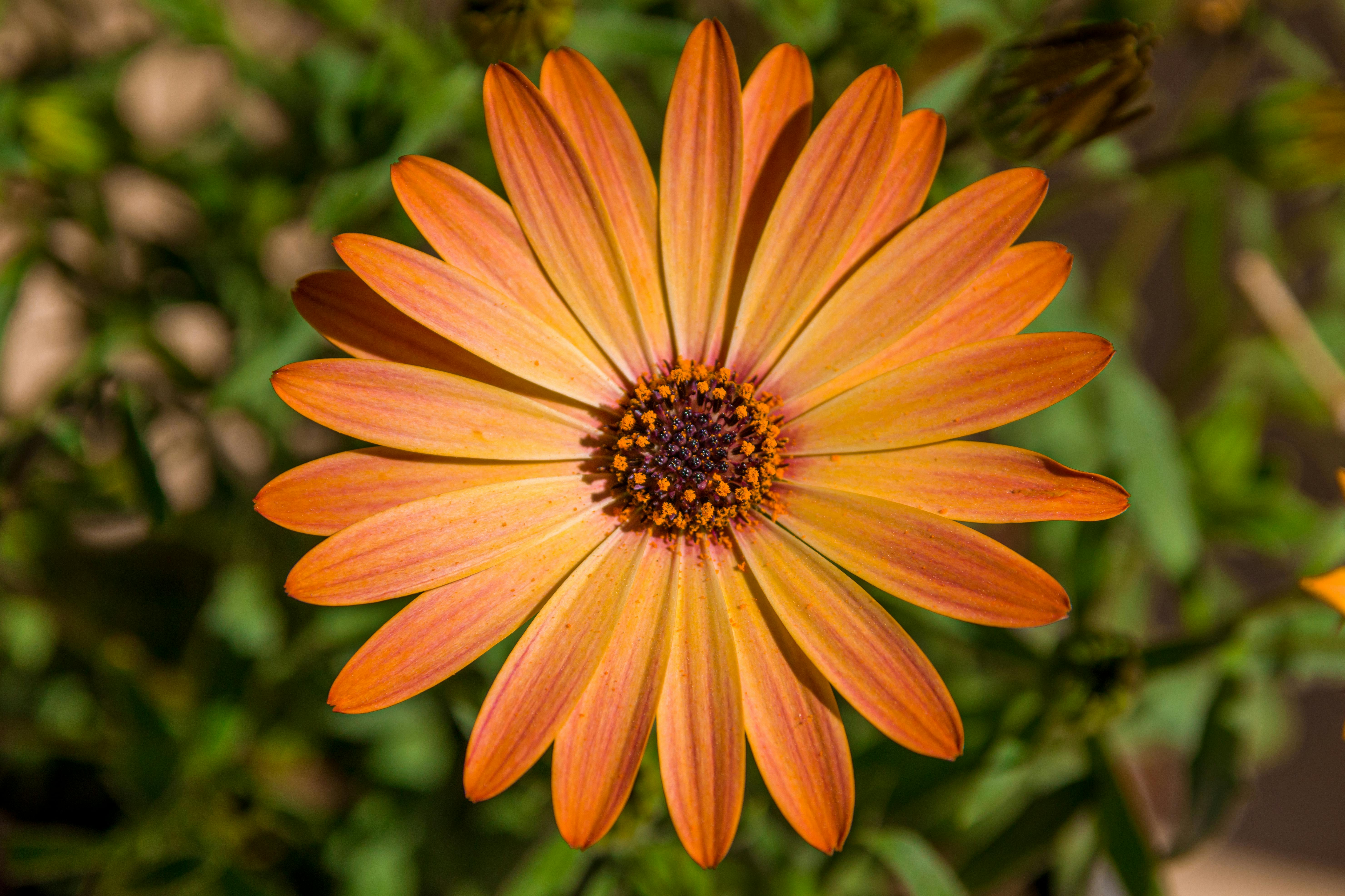 A flower with orange petals and a brown center · Free Stock Photo