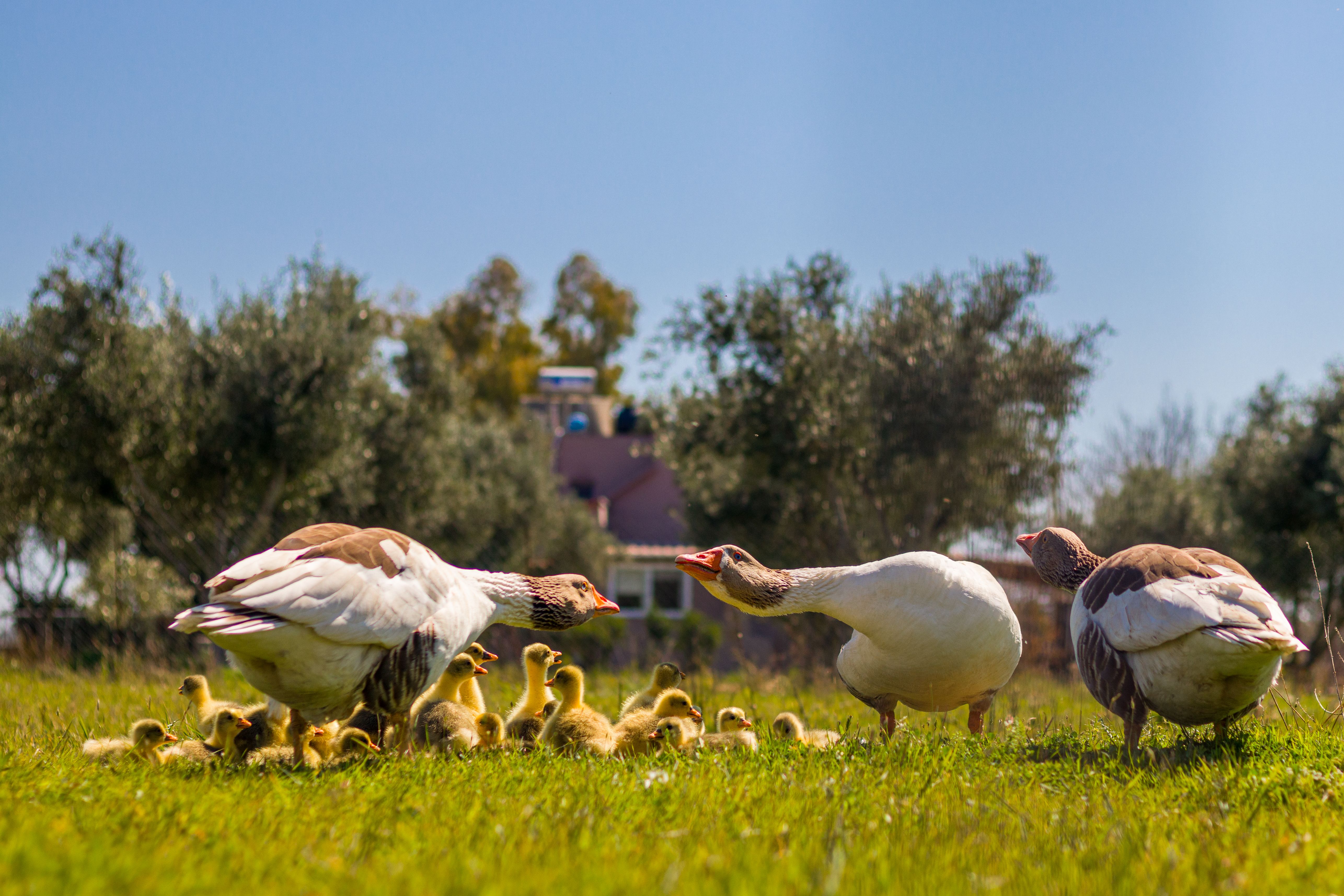 Geese with Goslings in Meadow · Free Stock Photo
