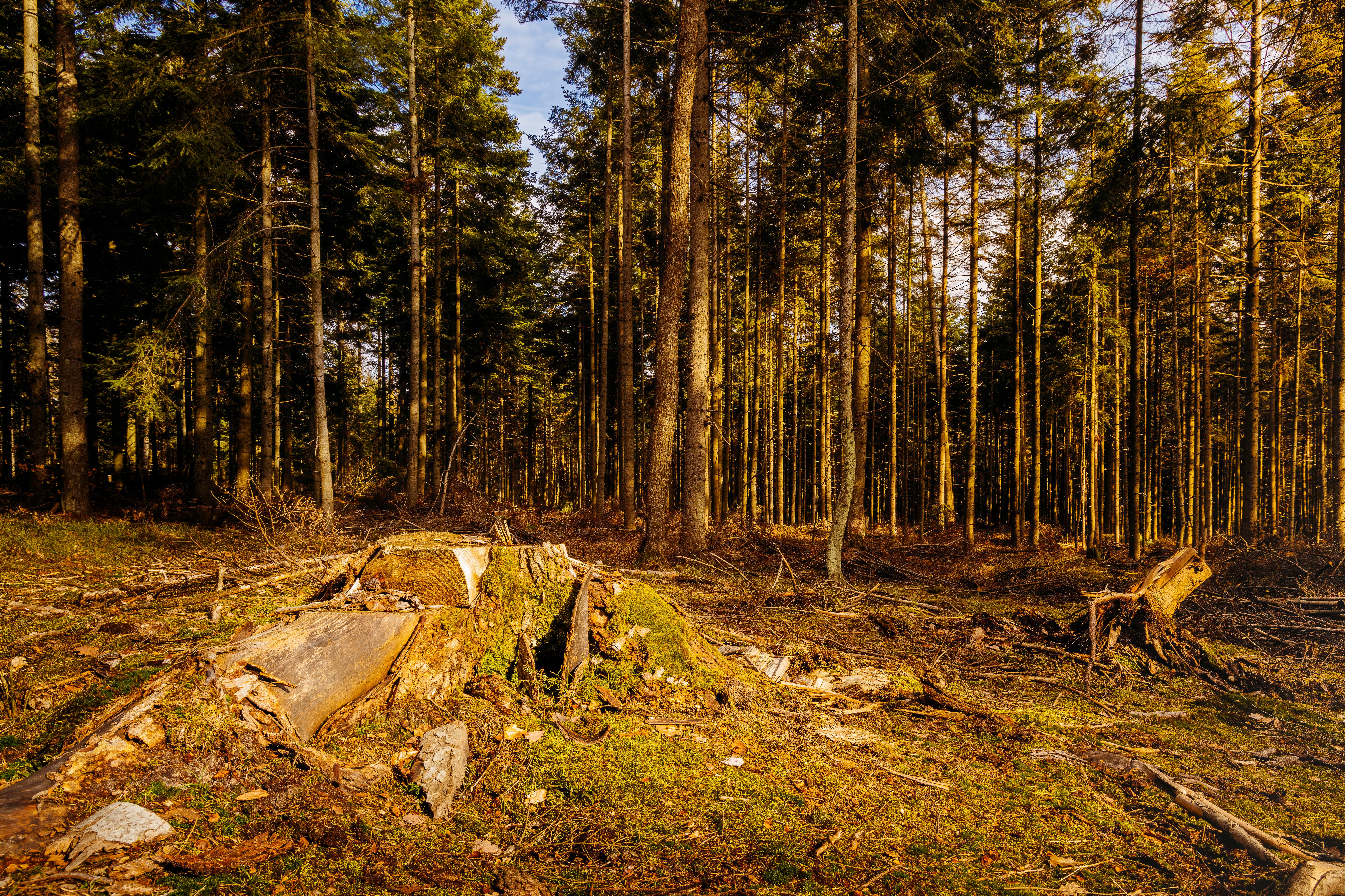 Coppice Stumps Photos, Download The BEST Free Coppice Stumps Stock ...