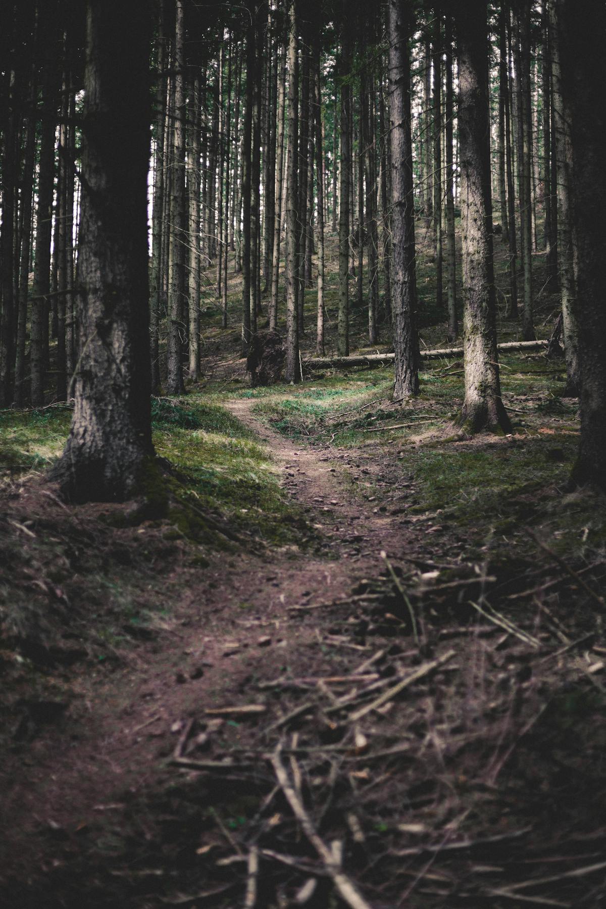 Split Pathway Photos, Download The BEST Free Split Pathway Stock Photos ...