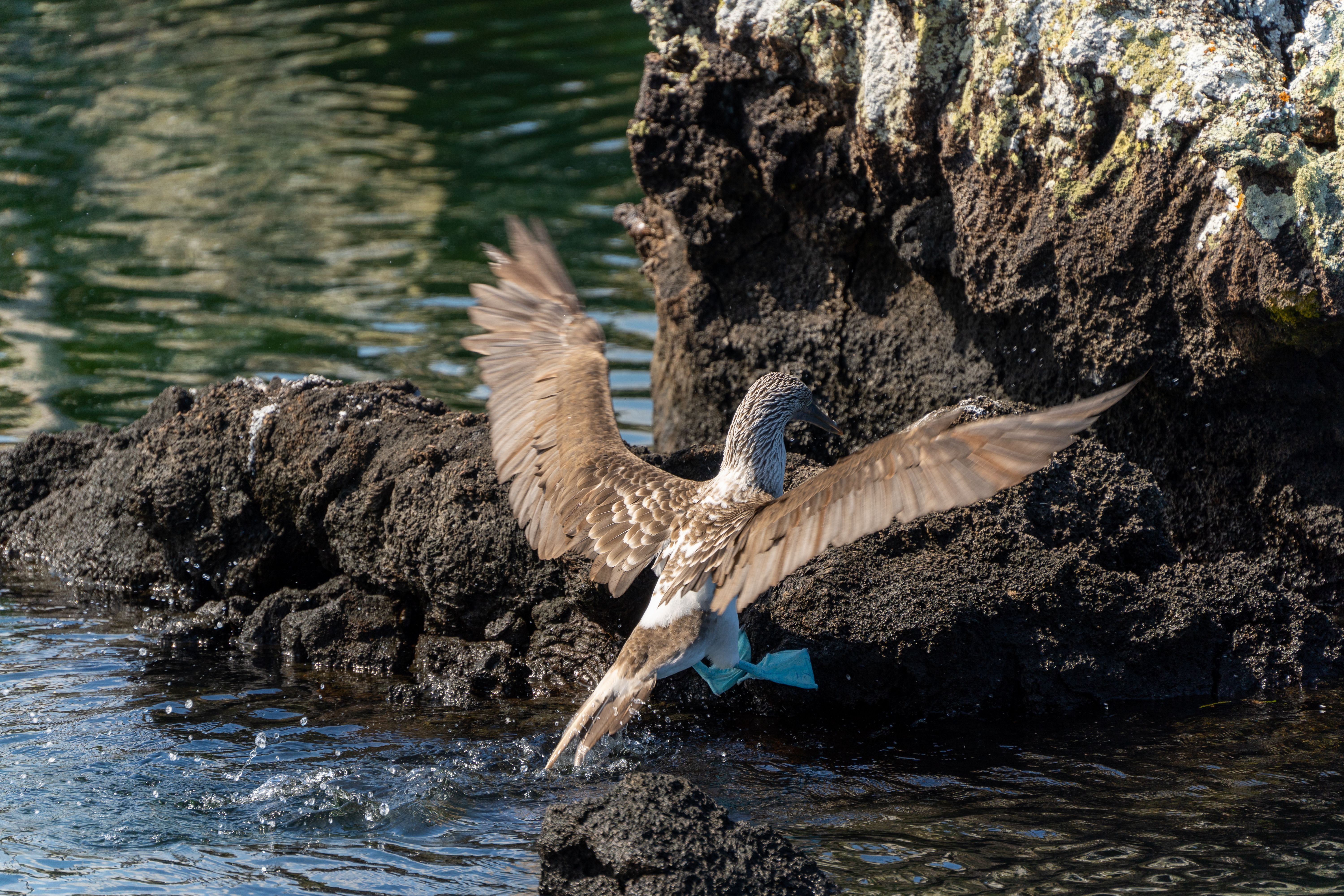 Close-up of a Blue-footed Booby Flying over Water · Free Stock Photo
