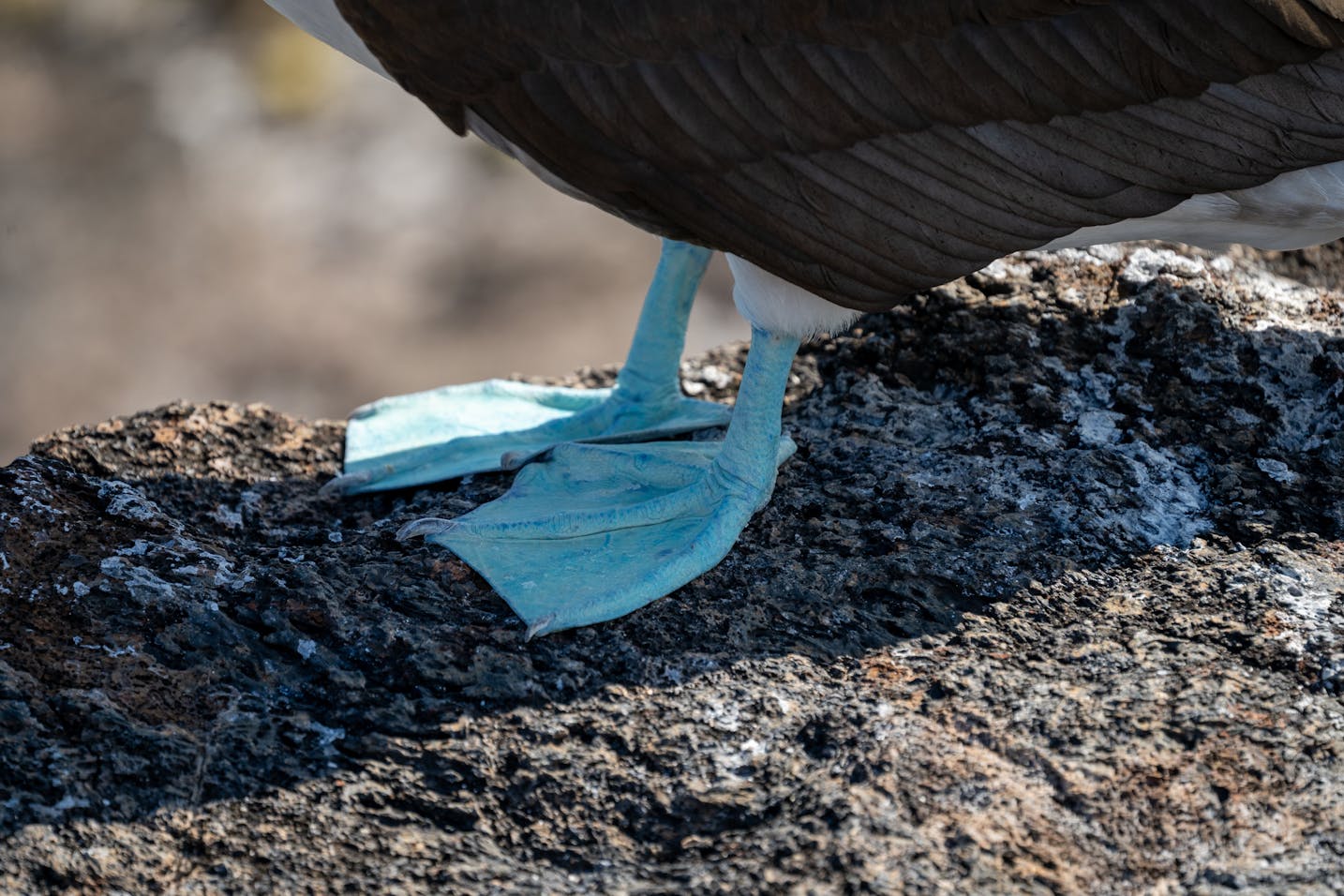 Unique Blue Feet of Blue Footed Boobies Explained