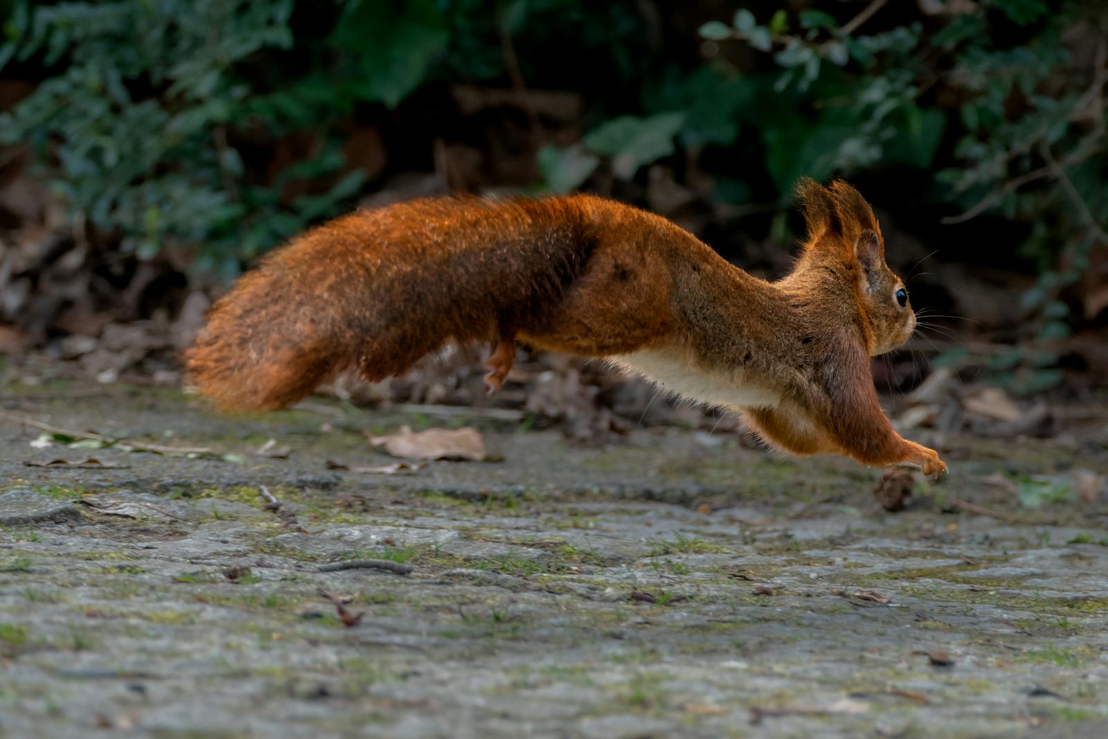 Squirrel Jumping Photos, Download The BEST Free Squirrel Jumping Stock ...