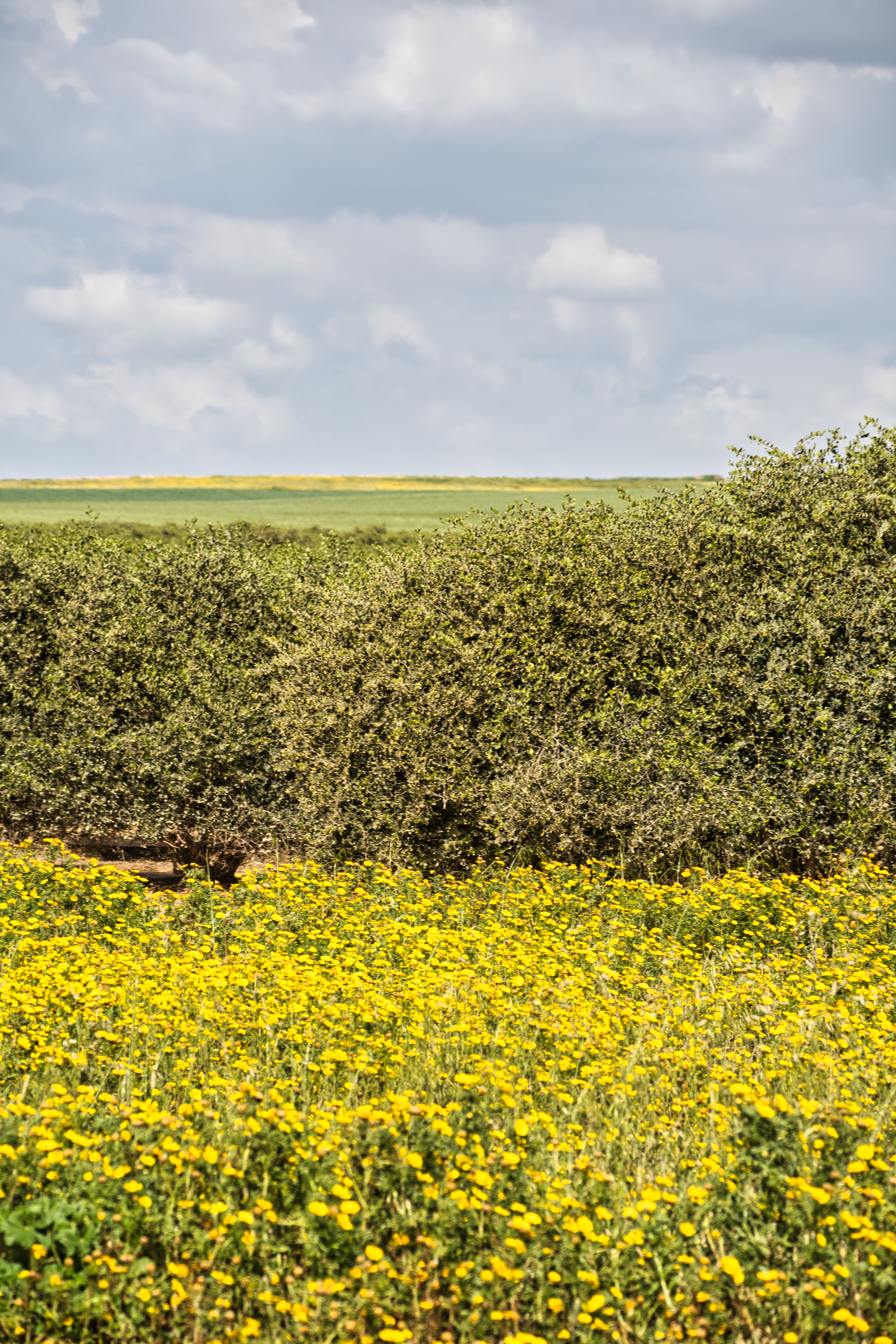 Flowers and Bushes · Free Stock Photo