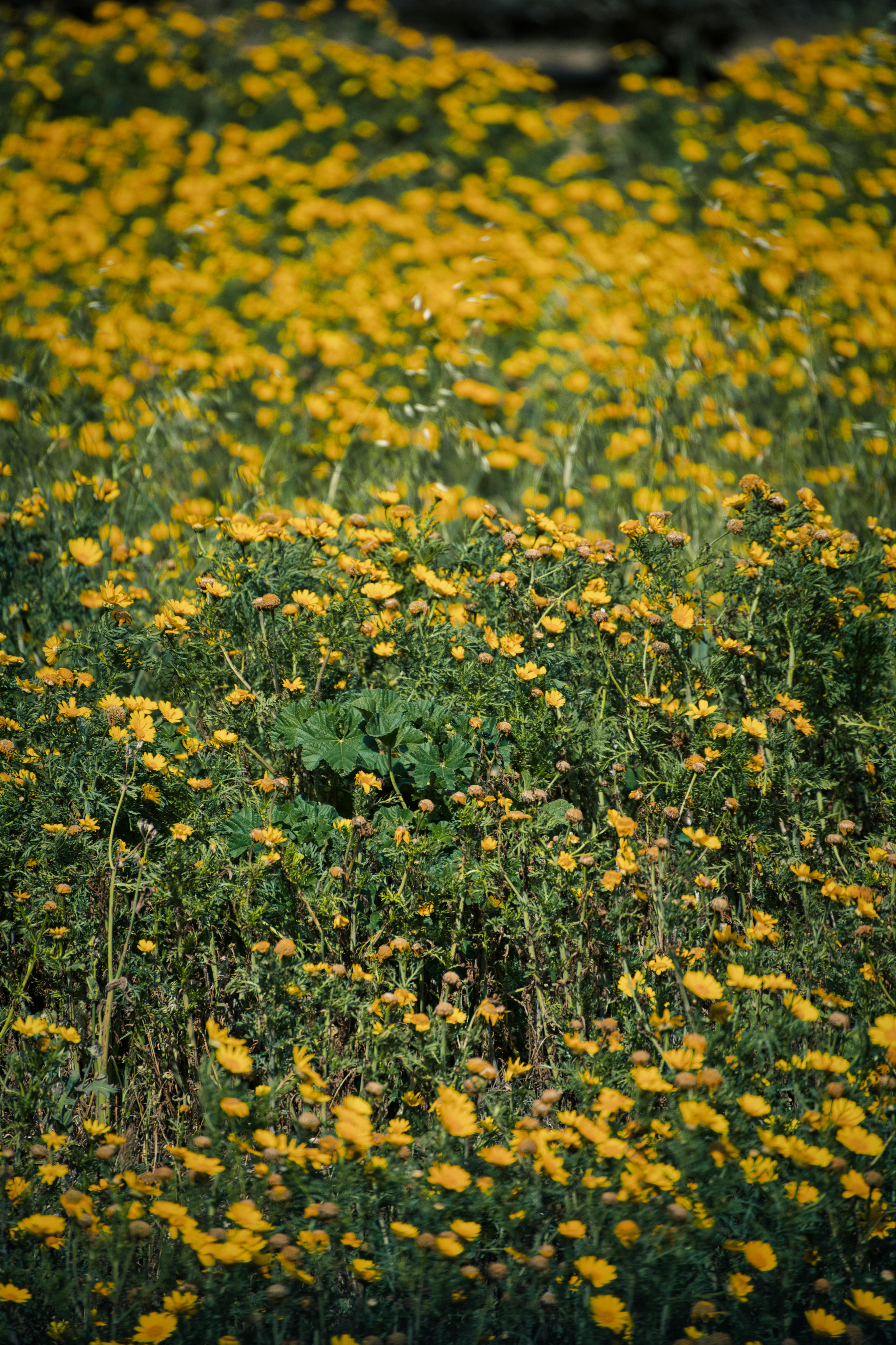 Yellow Wildflowers on a Field · Free Stock Photo