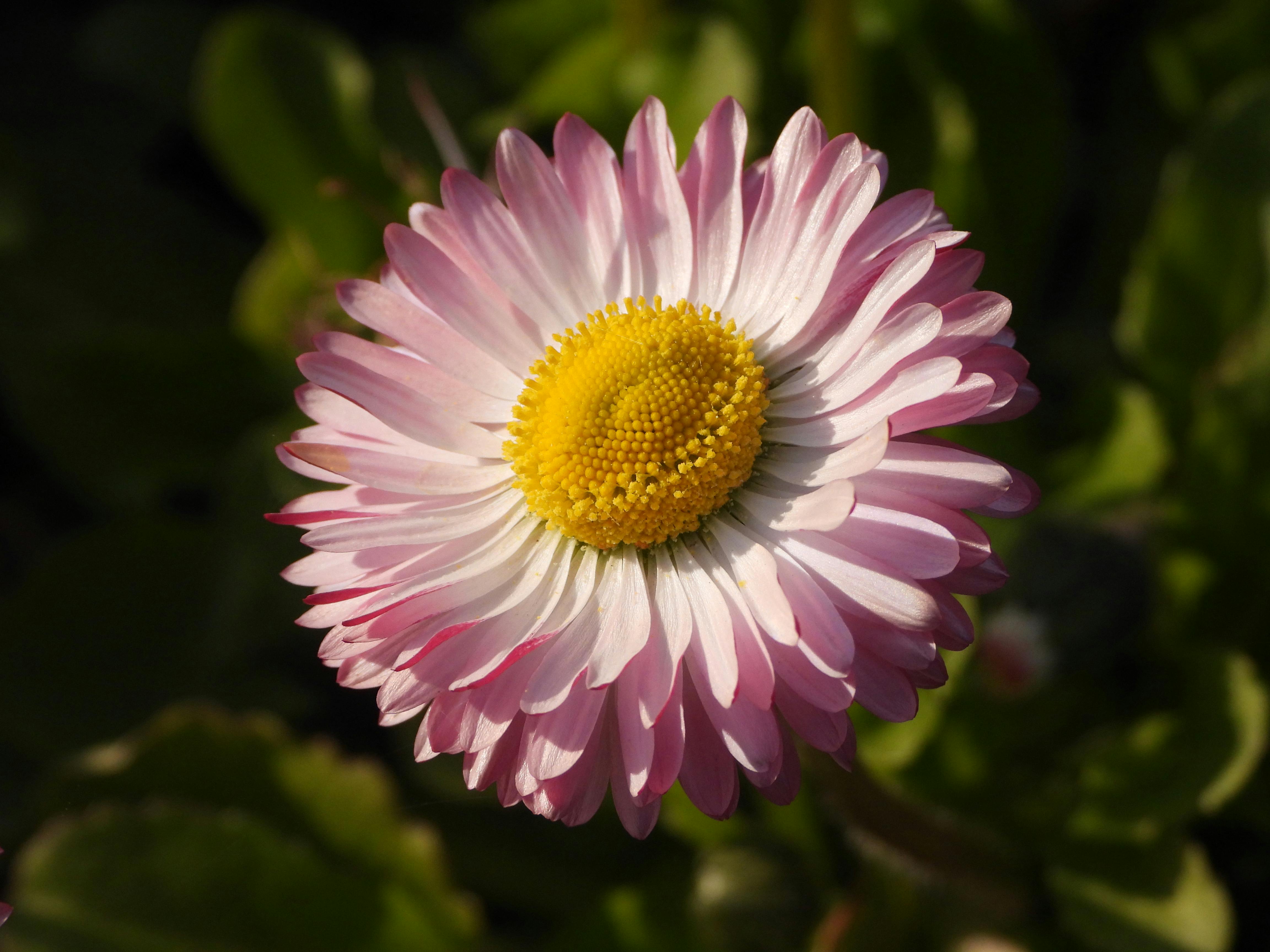 Emanuel Neacsu - 写真