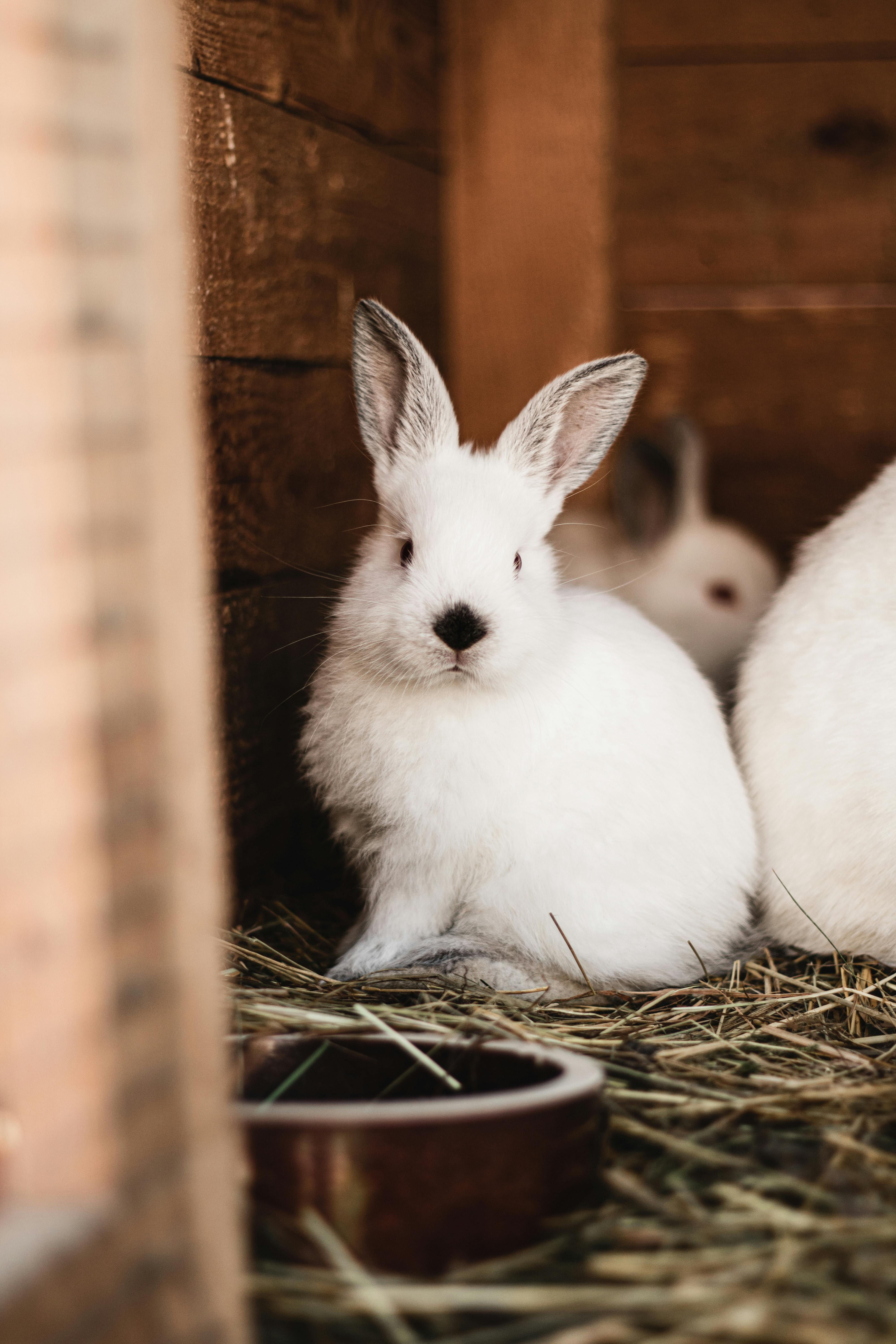 Portrait of Pet Rabbit · Free Stock Photo