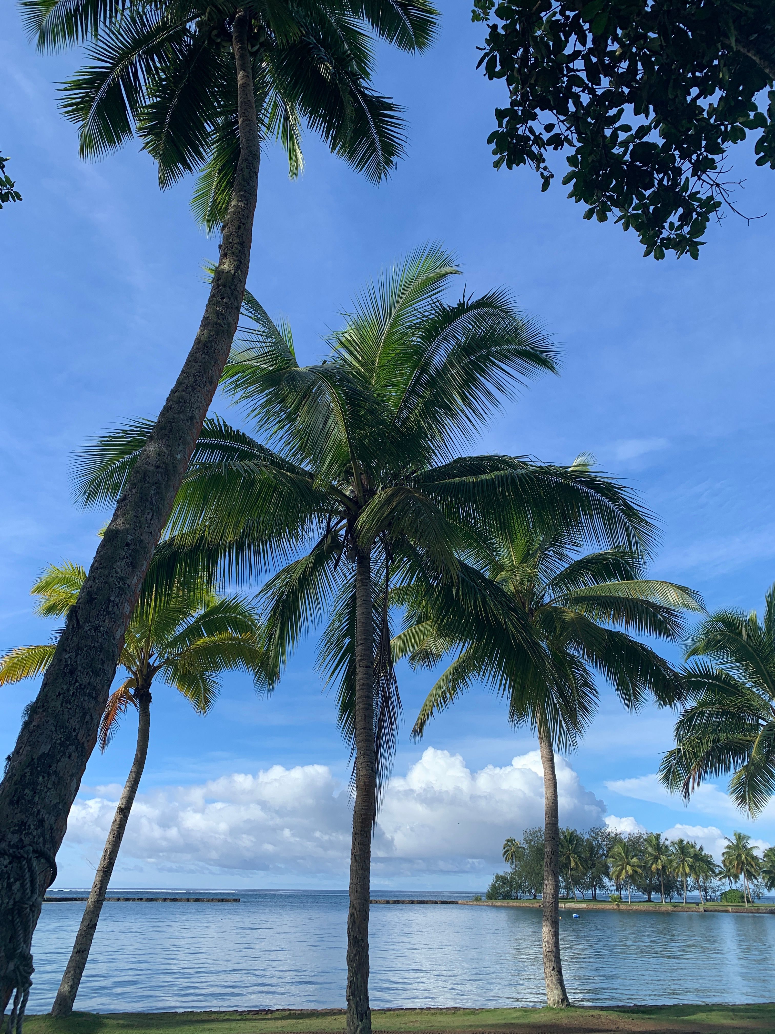 Palm trees line the shore of a body of water · Free Stock Photo