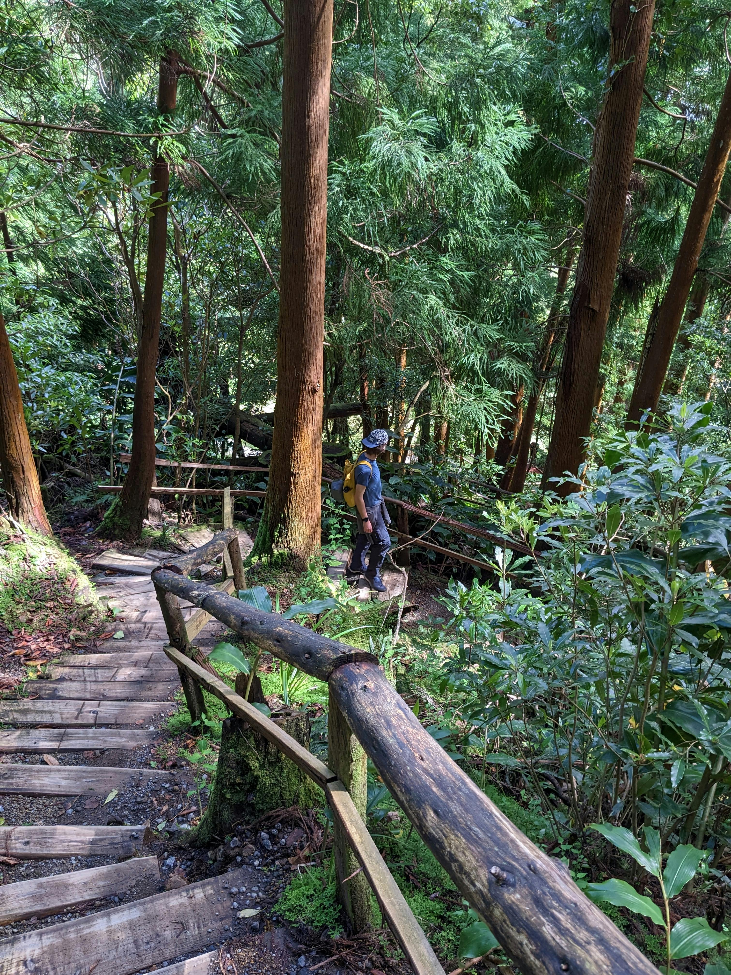 Hiker Walking down the Wooden Steps in the Forest · Free Stock Photo