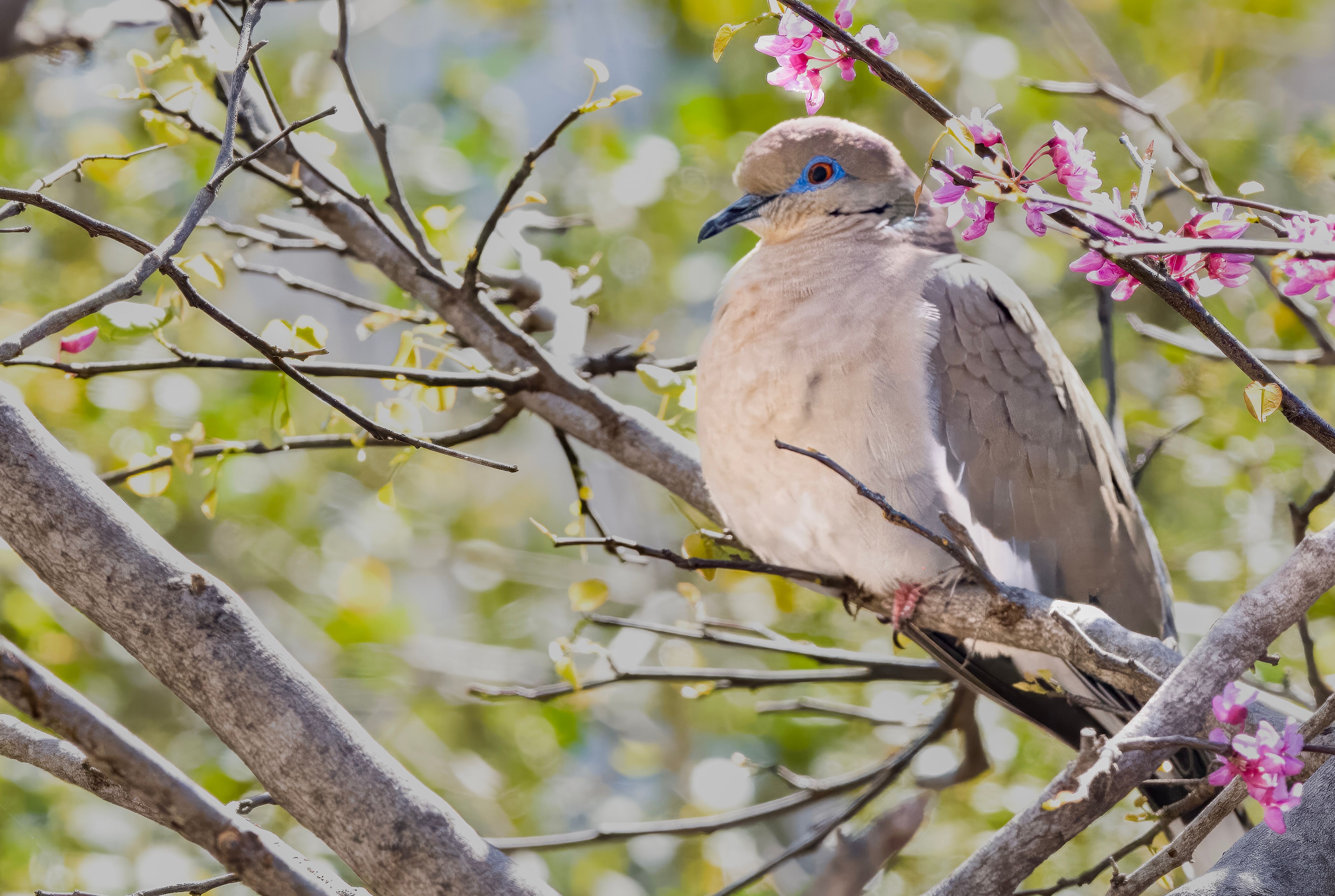 Dove Season Texas: Ultimate Guide To Unlocking Hunting Success