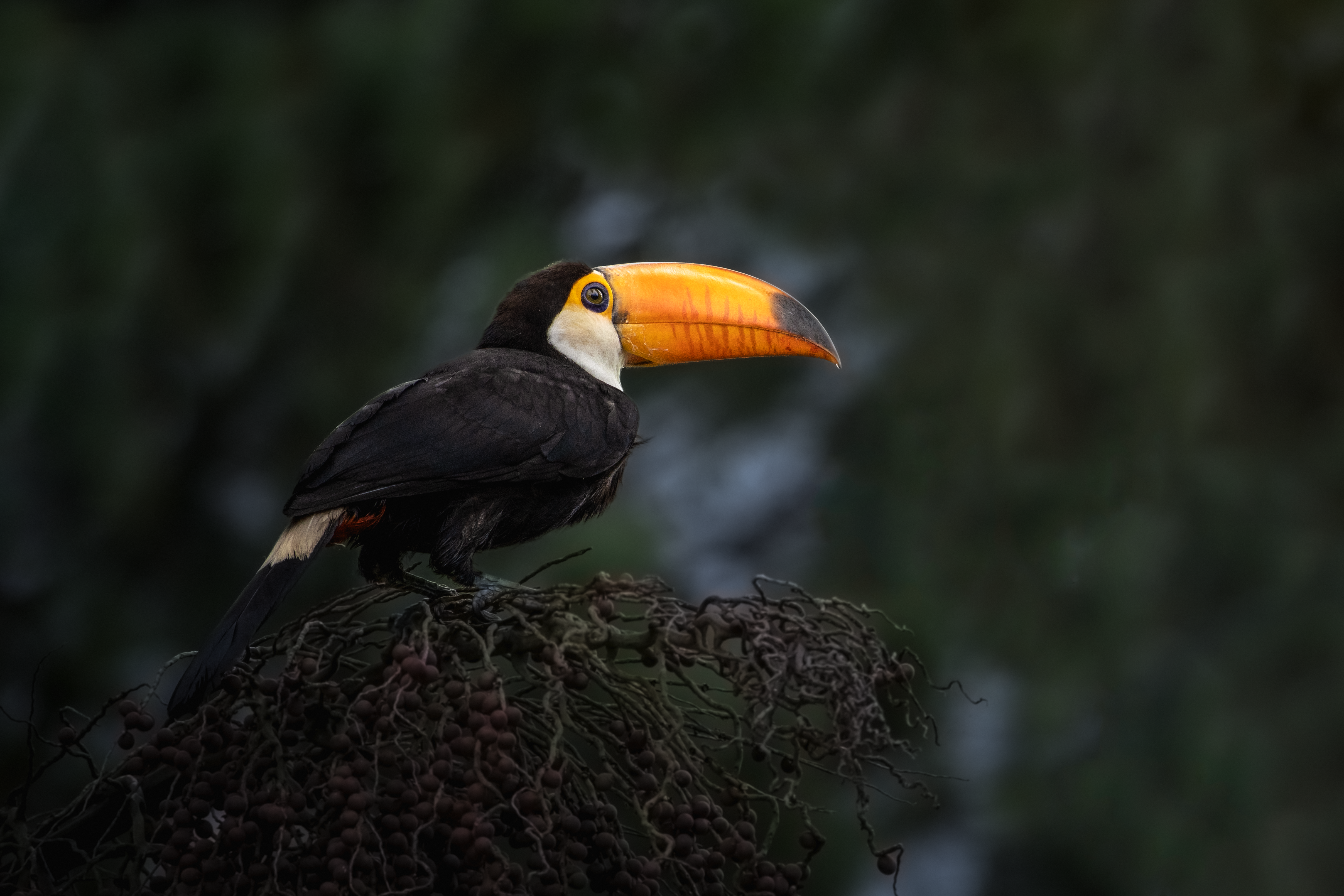 Tucano · Free Stock Photo