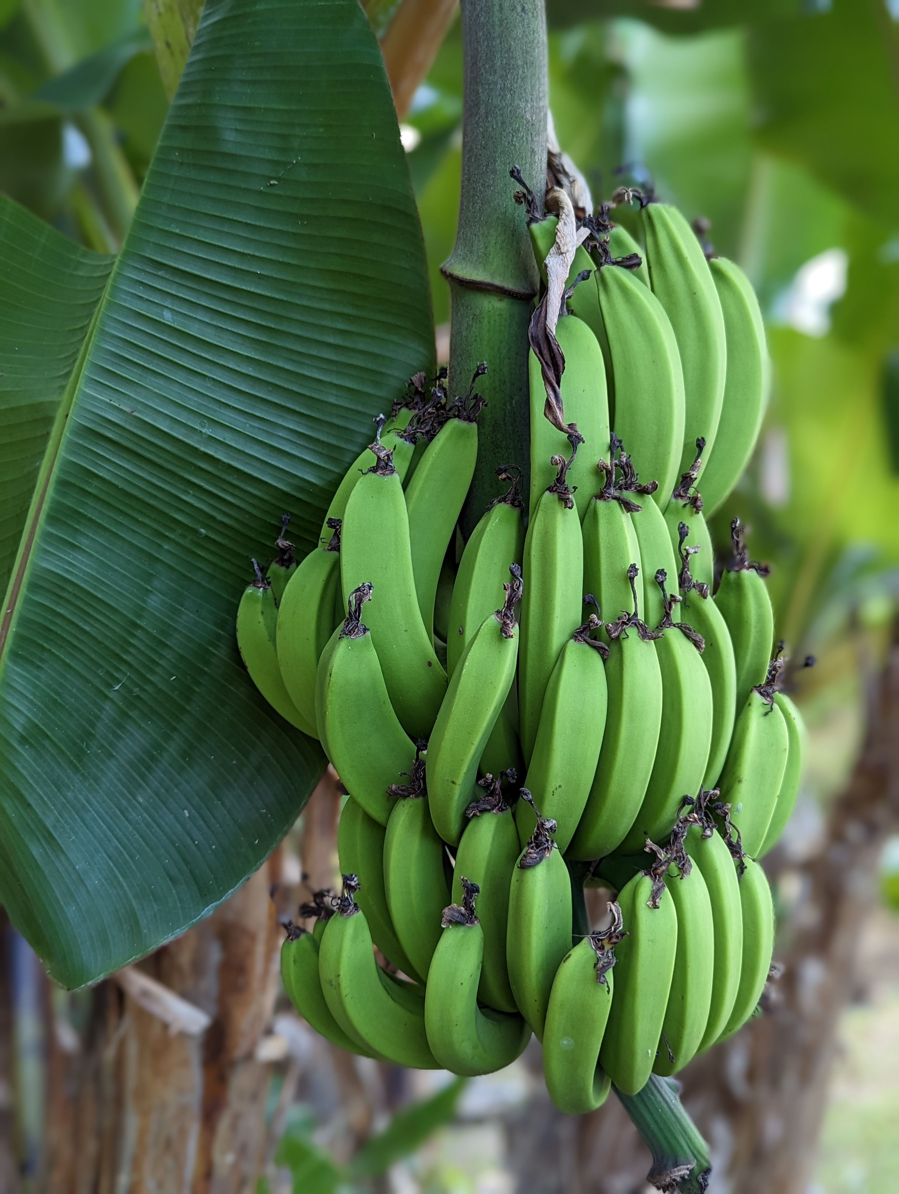 Bananas On Tree Photos, Download The BEST Free Bananas On Tree Stock ...